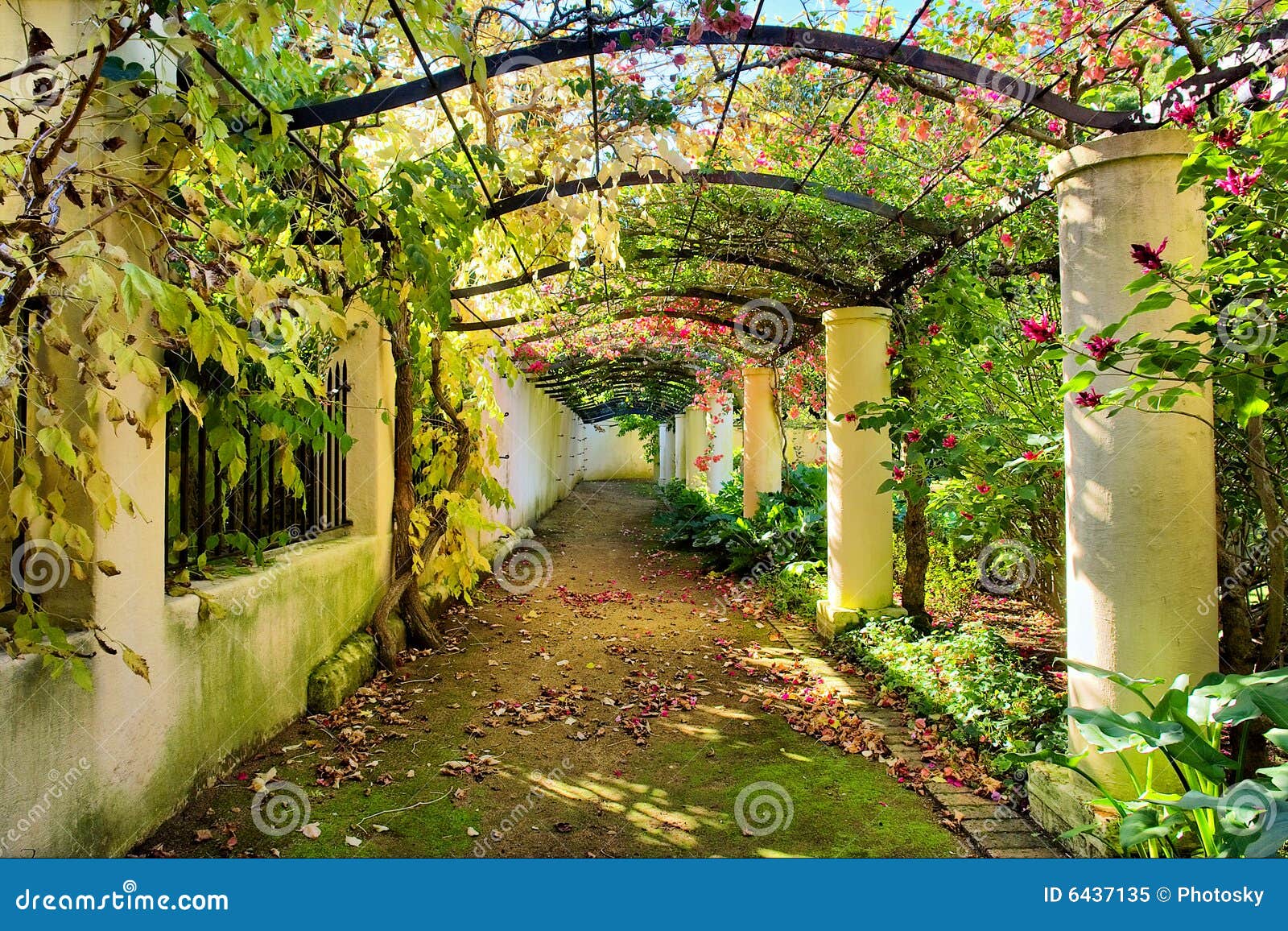 Autumnal Arch Covered by Vine Stock Image - Image of arch, farm: 6437135