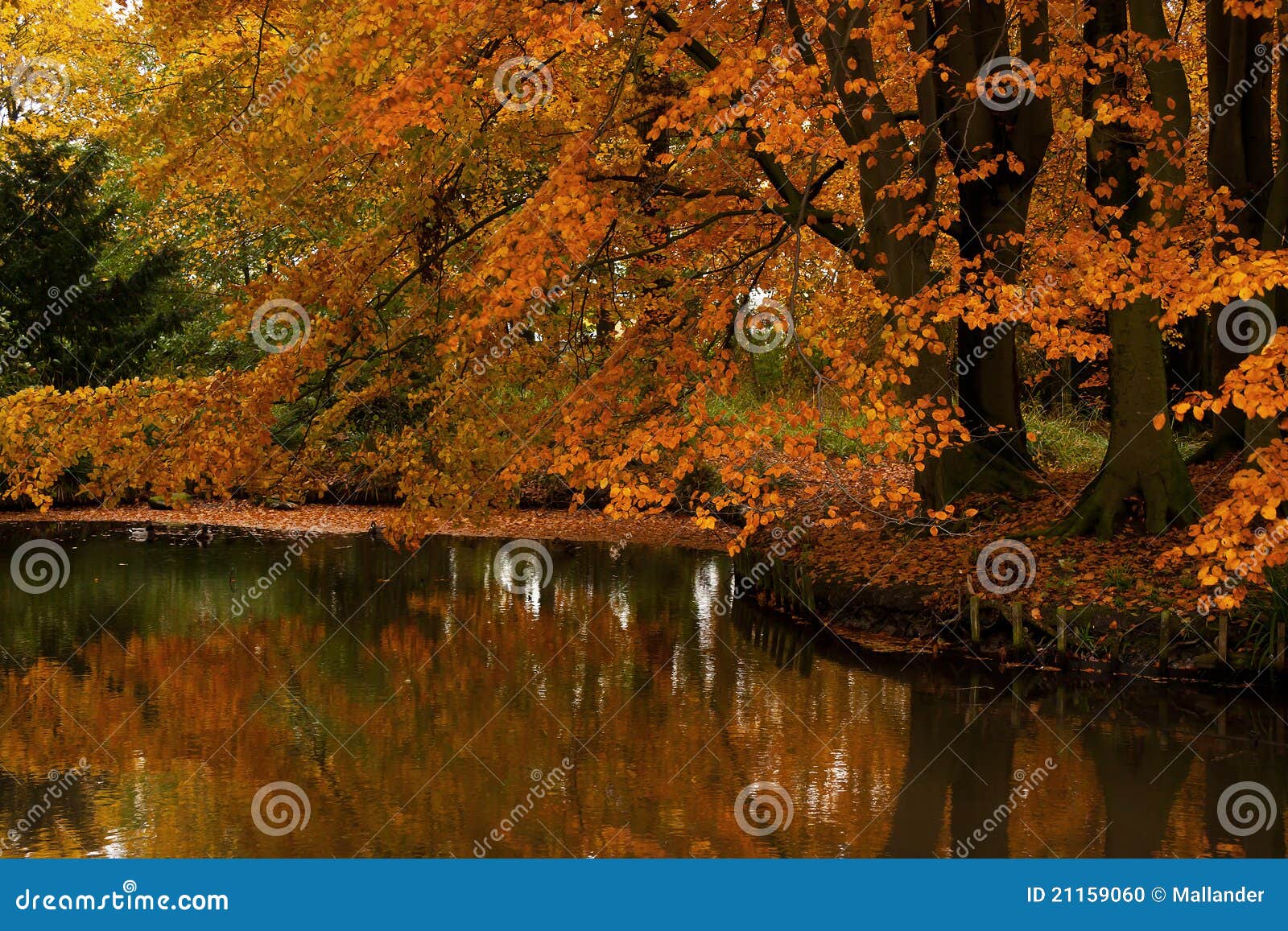 Autumnal beech at the pond stock photo. Image of october - 21159060
