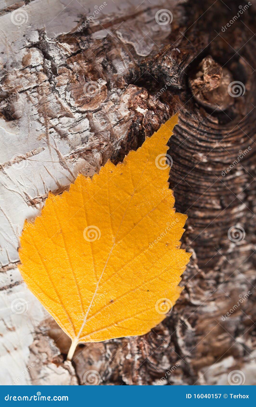 Autumnal birch leaf stock image. Image of stump, fall - 16040157
