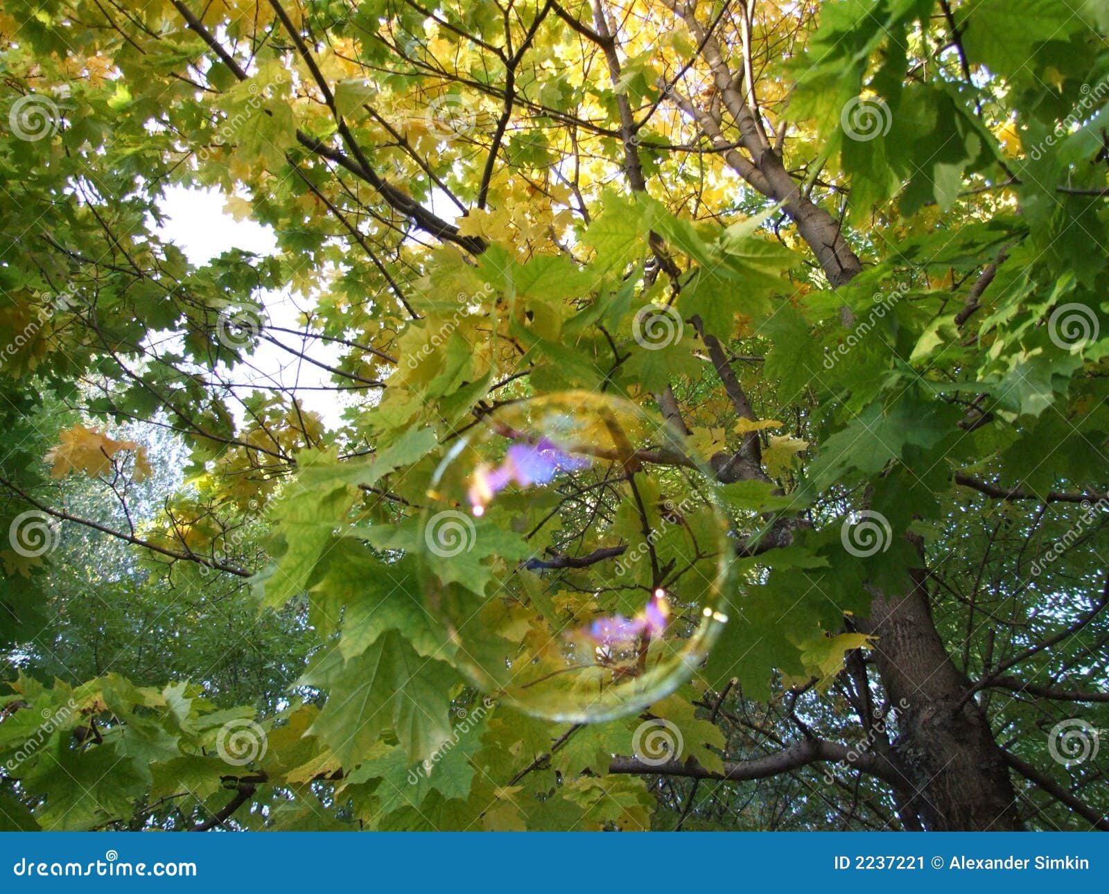 Autumnal bubble2 stock image. Image of fall, soapbubble - 2237221