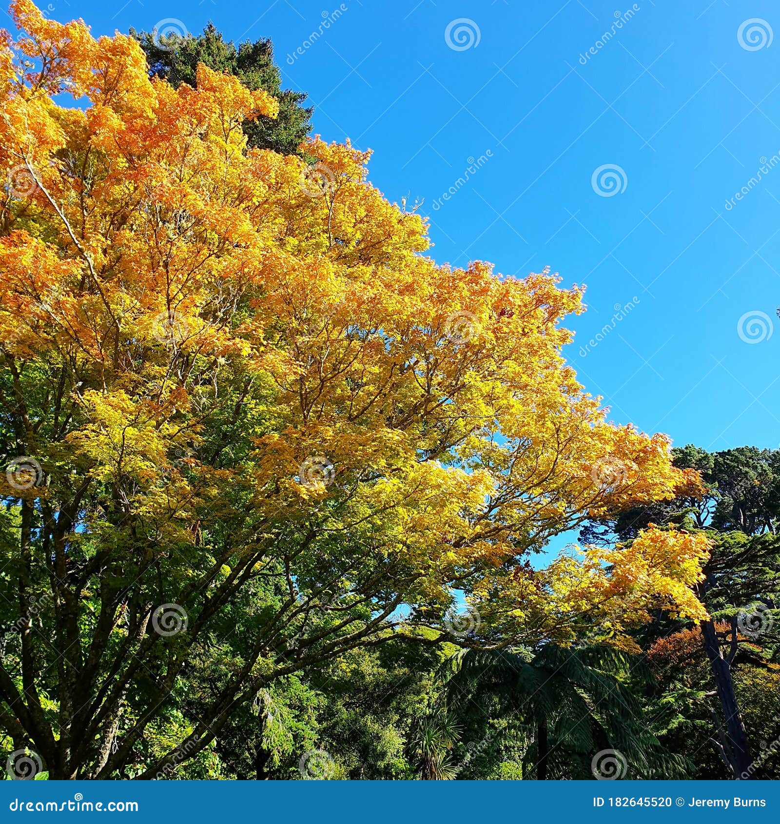Autumnal Changes stock photo. Image of branch, change - 182645520