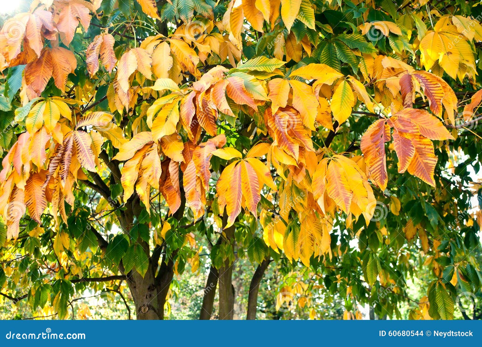 Autumnal chestnut tree stock photo. Image of plant, natural - 60680544
