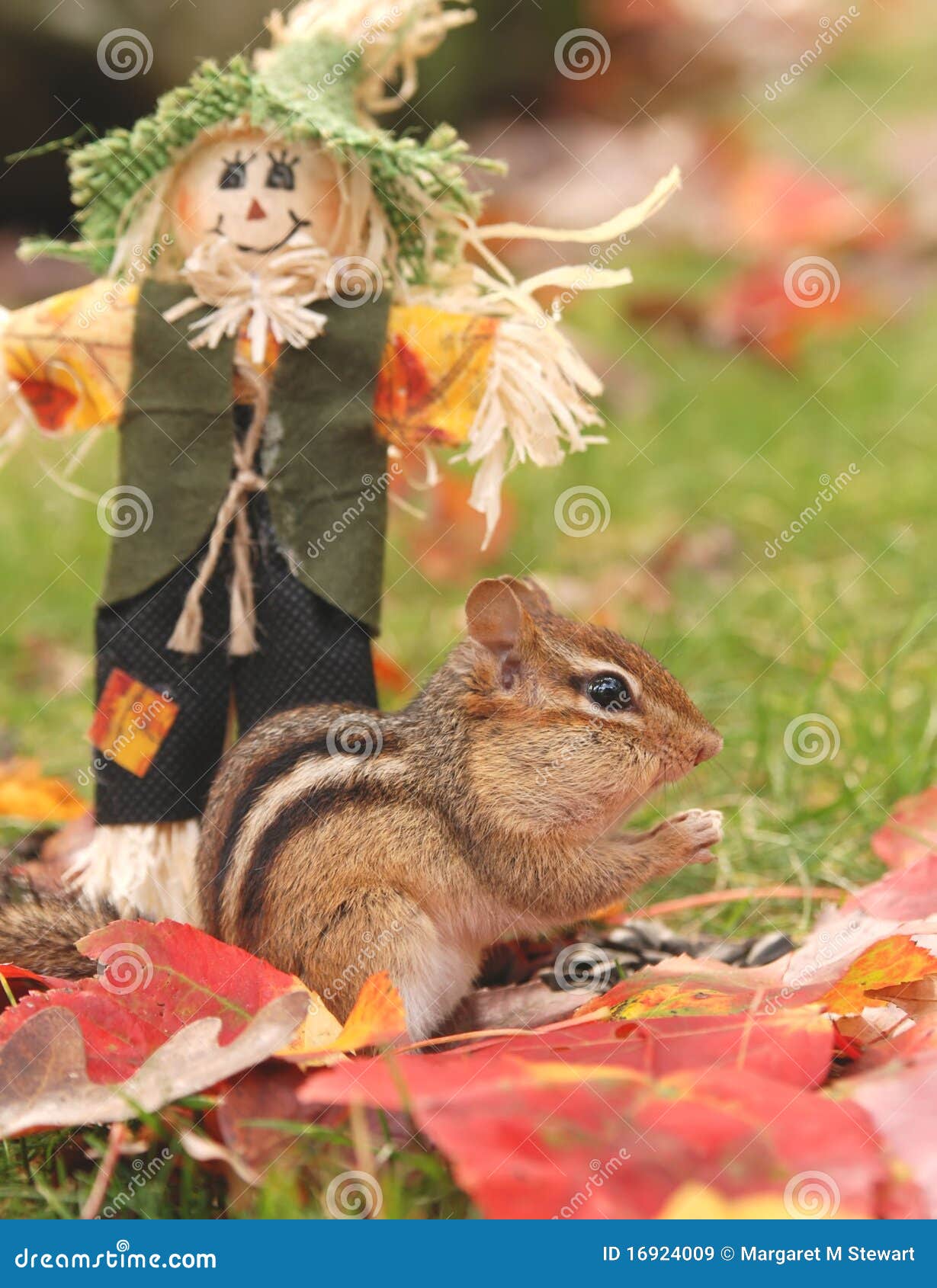 Autumnal chipmunk stock image. Image of scarecrow, small - 16924009