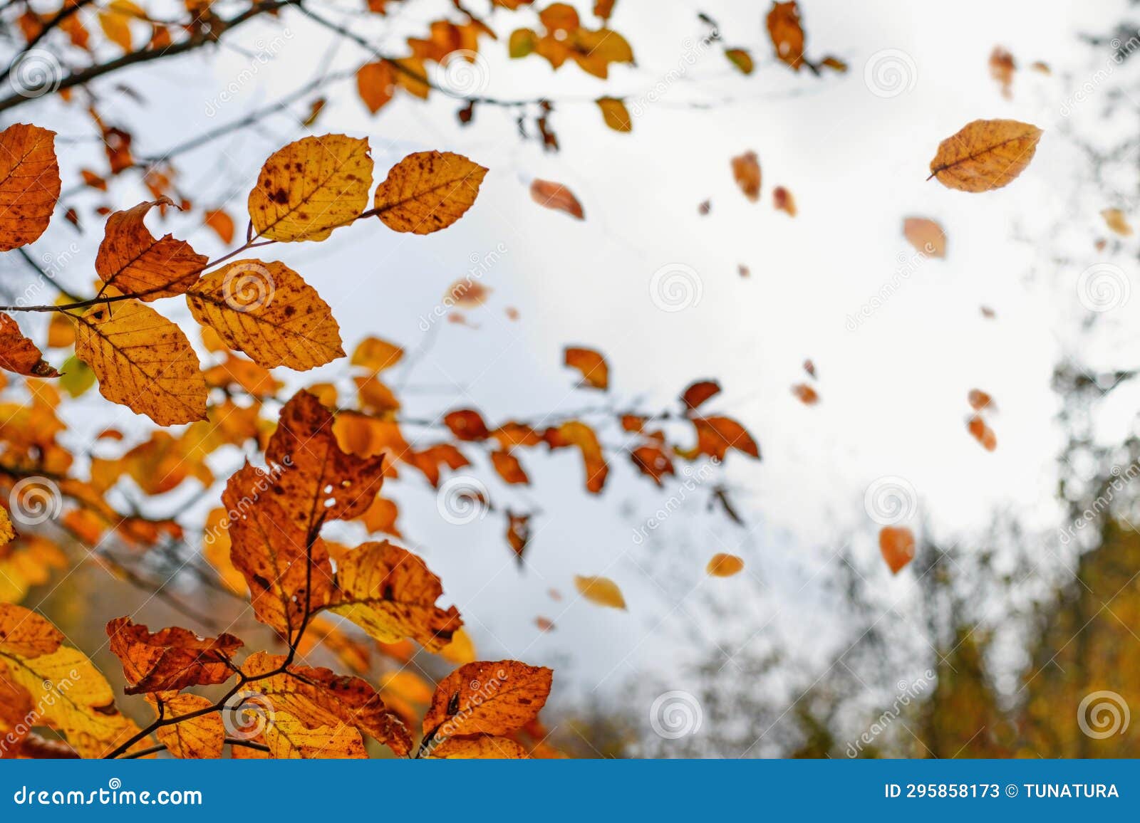 Autumnal Colored Beech Leaves Falling from the Tree Flying in the Wind ...