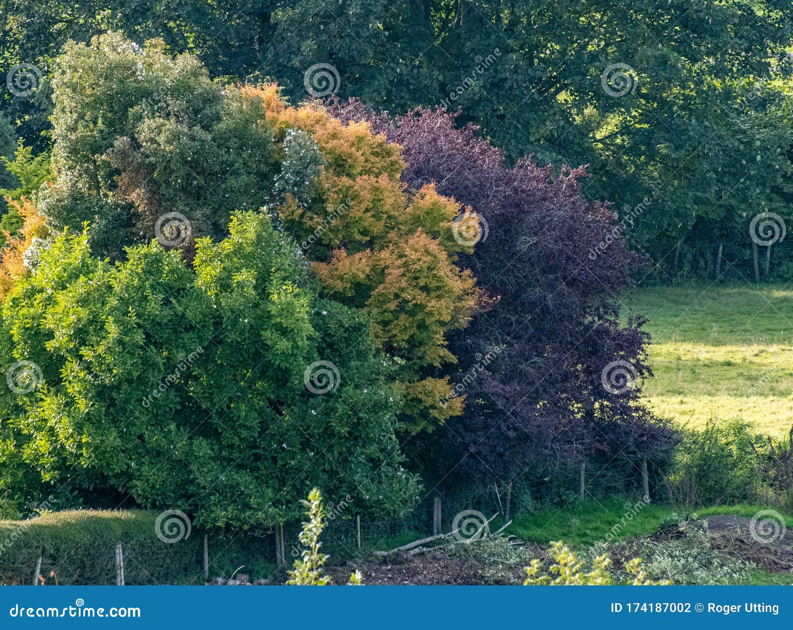 Autumnal coloured trees stock photo. Image of plant - 174187002
