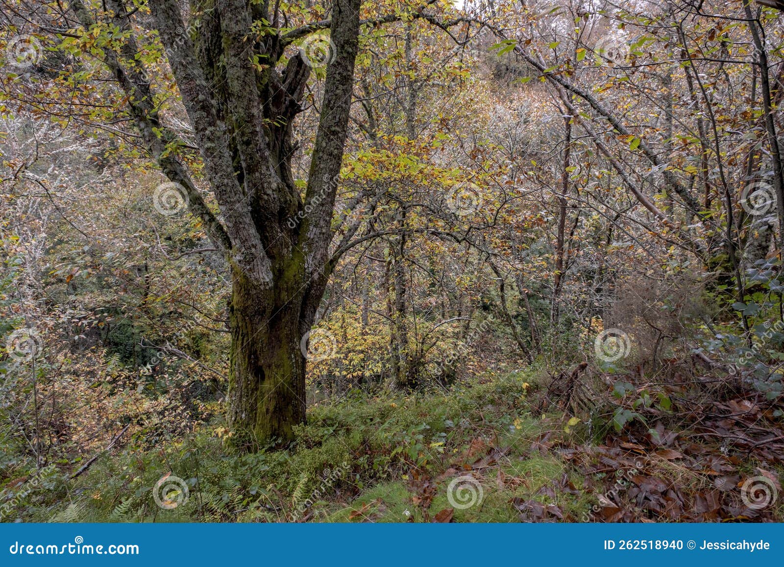 Autumnal Colours in a Chestnut Grove Stock Photo - Image of europe ...