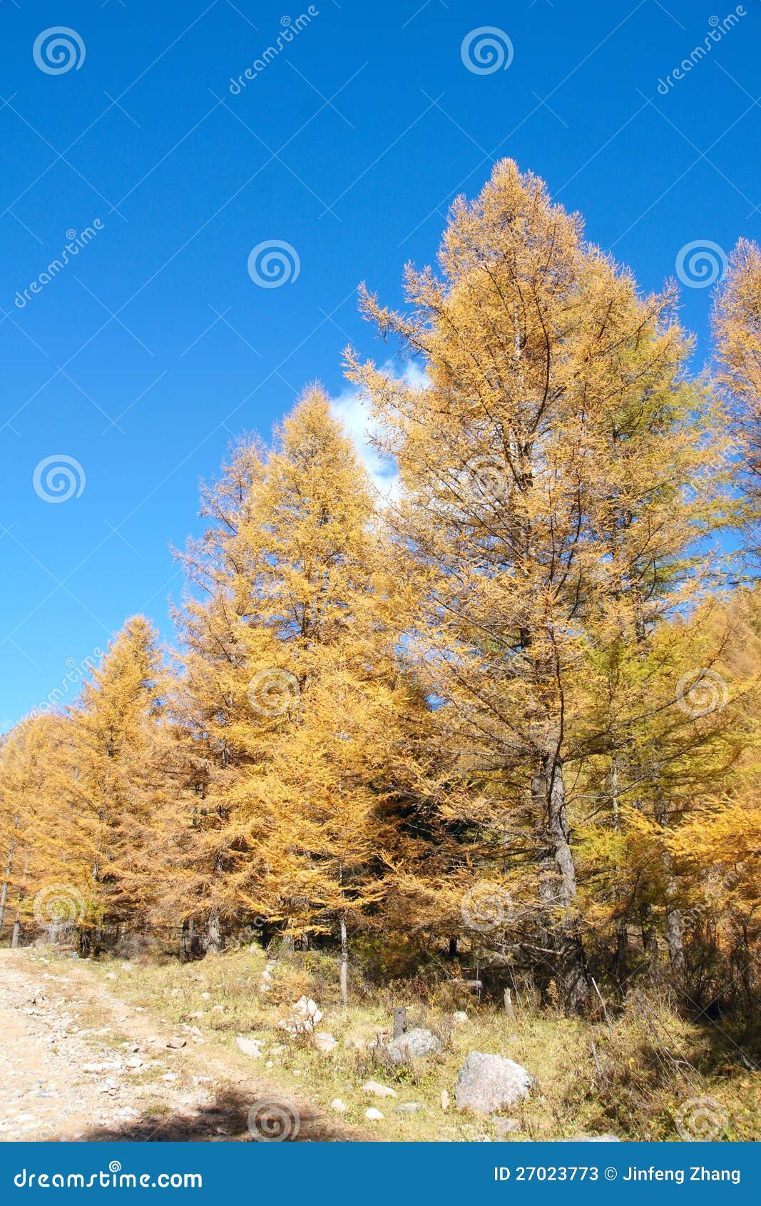 Autumnal dahurian larch stock image. Image of pine, larix - 27023773