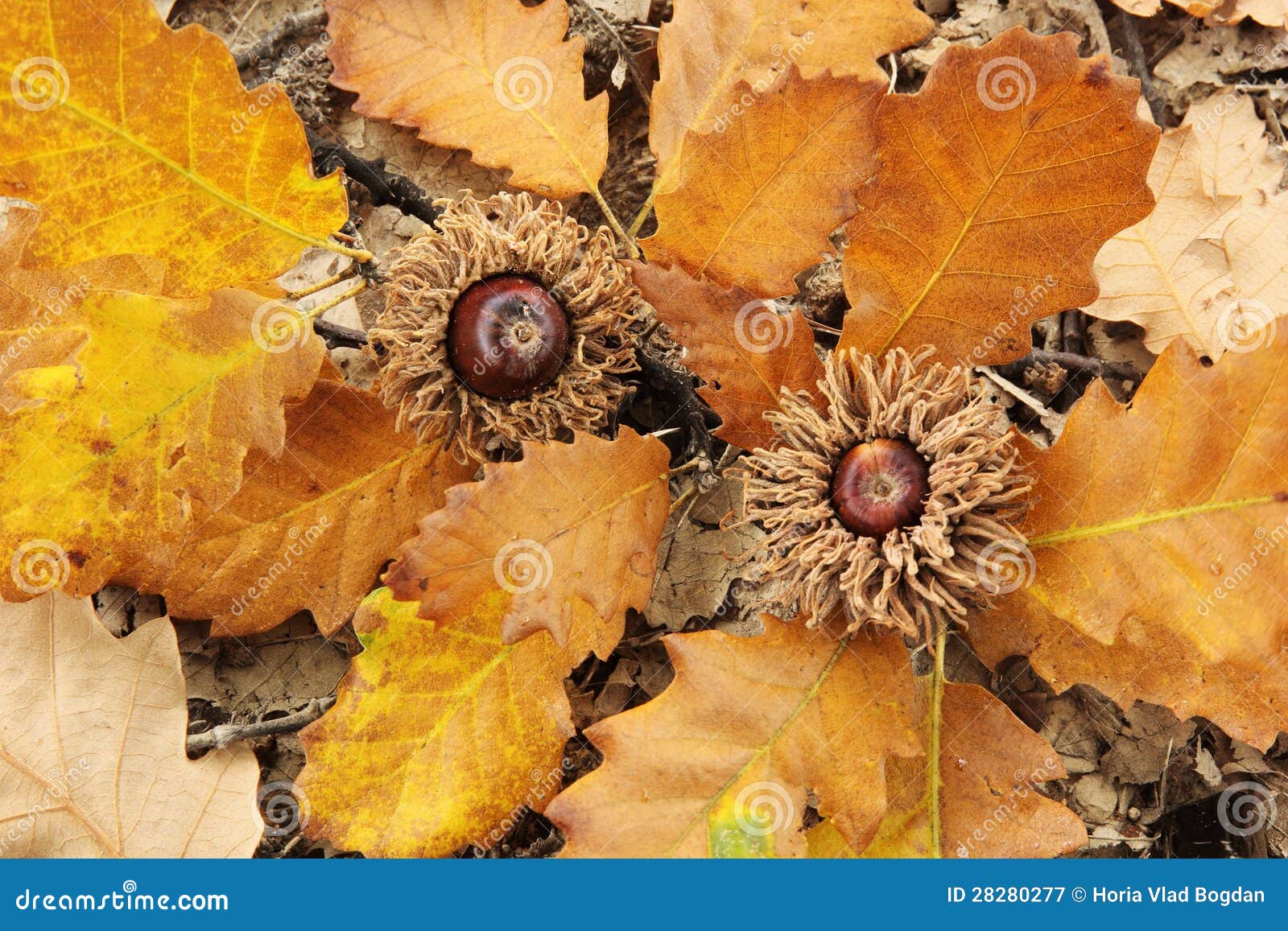 Autumnal Details - Fallen Oak Tree Branch with Acorns Stock Image ...
