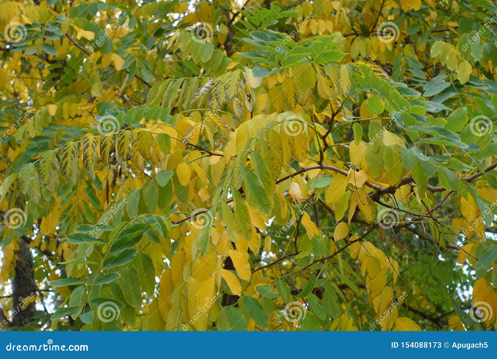 Autumnal Foliage of Black Locust Stock Image - Image of autumn, tree ...