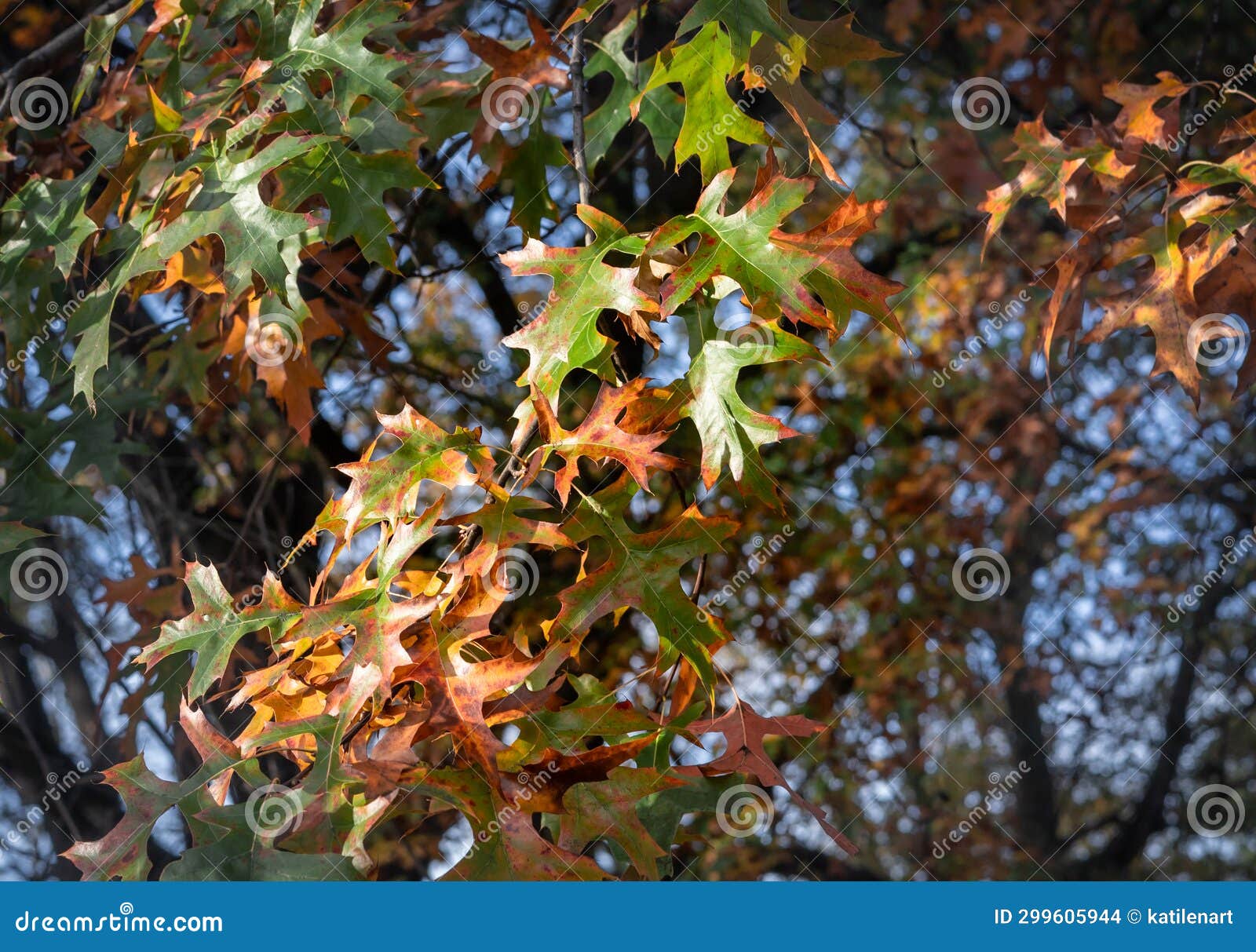 Autumnal Foliage on the Red Oak Tree As Background. Stock Photo - Image ...