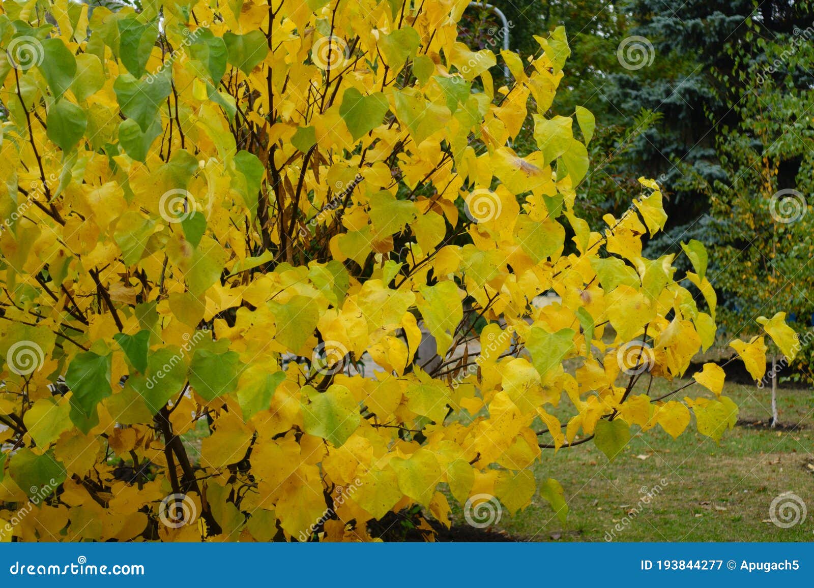 Autumnal Foliage of Cercis Canadensis Stock Image - Image of cercis ...