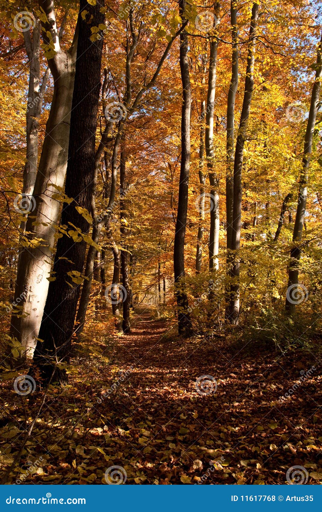 Autumnal Forest stock photo. Image of beatiful, trees - 11617768