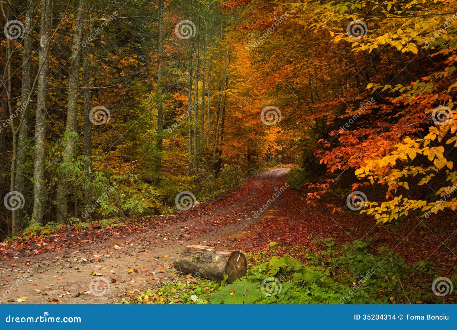 Autumnal Forest Environment Stock Photo - Image of colour, orange: 35204314