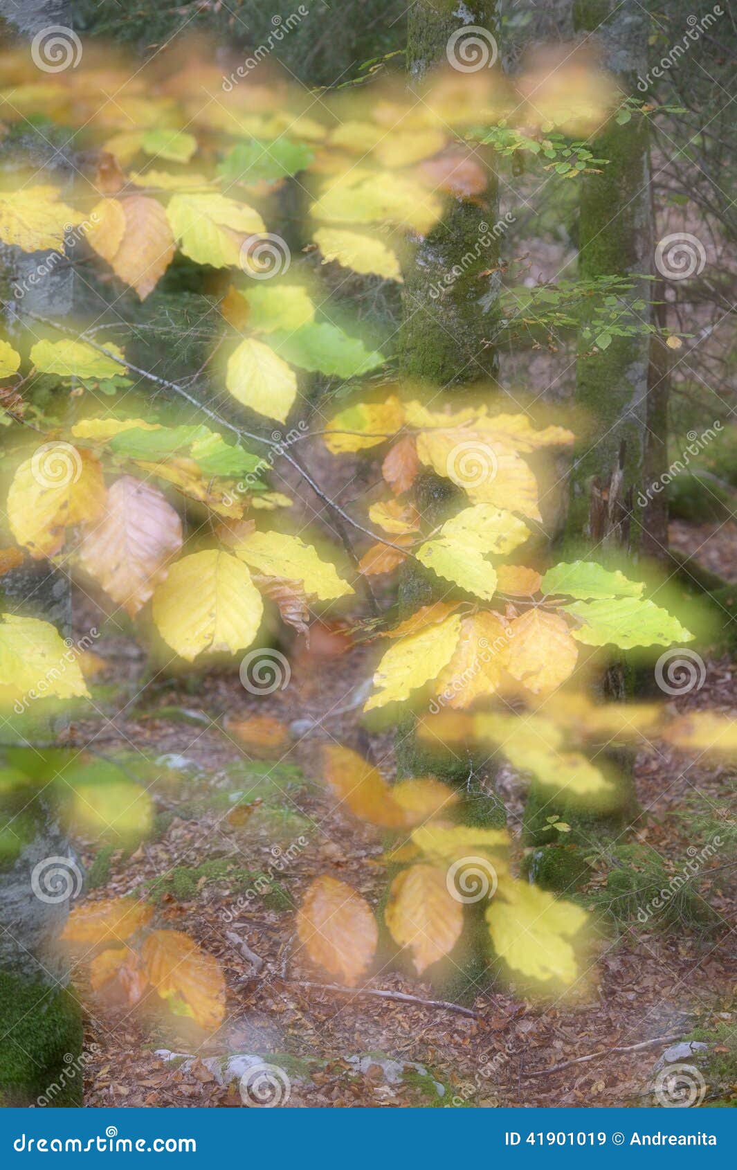 Autumnal forest stock image. Image of alps, autumnal - 41901019