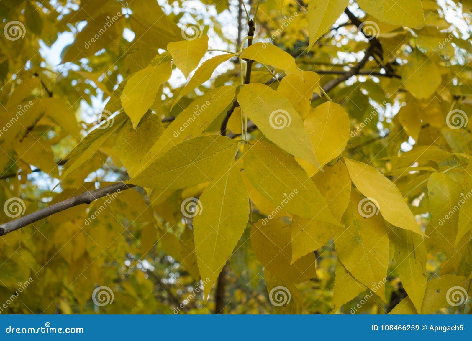 Autumnal Golden Leafage of Red Ash Stock Image - Image of botany ...