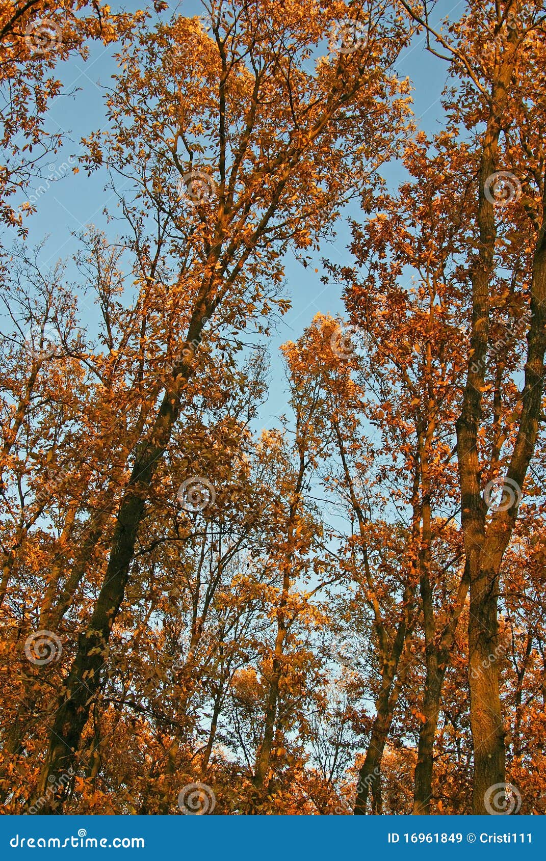 Autumnal Group of Rusty Branches Stock Image - Image of nature ...