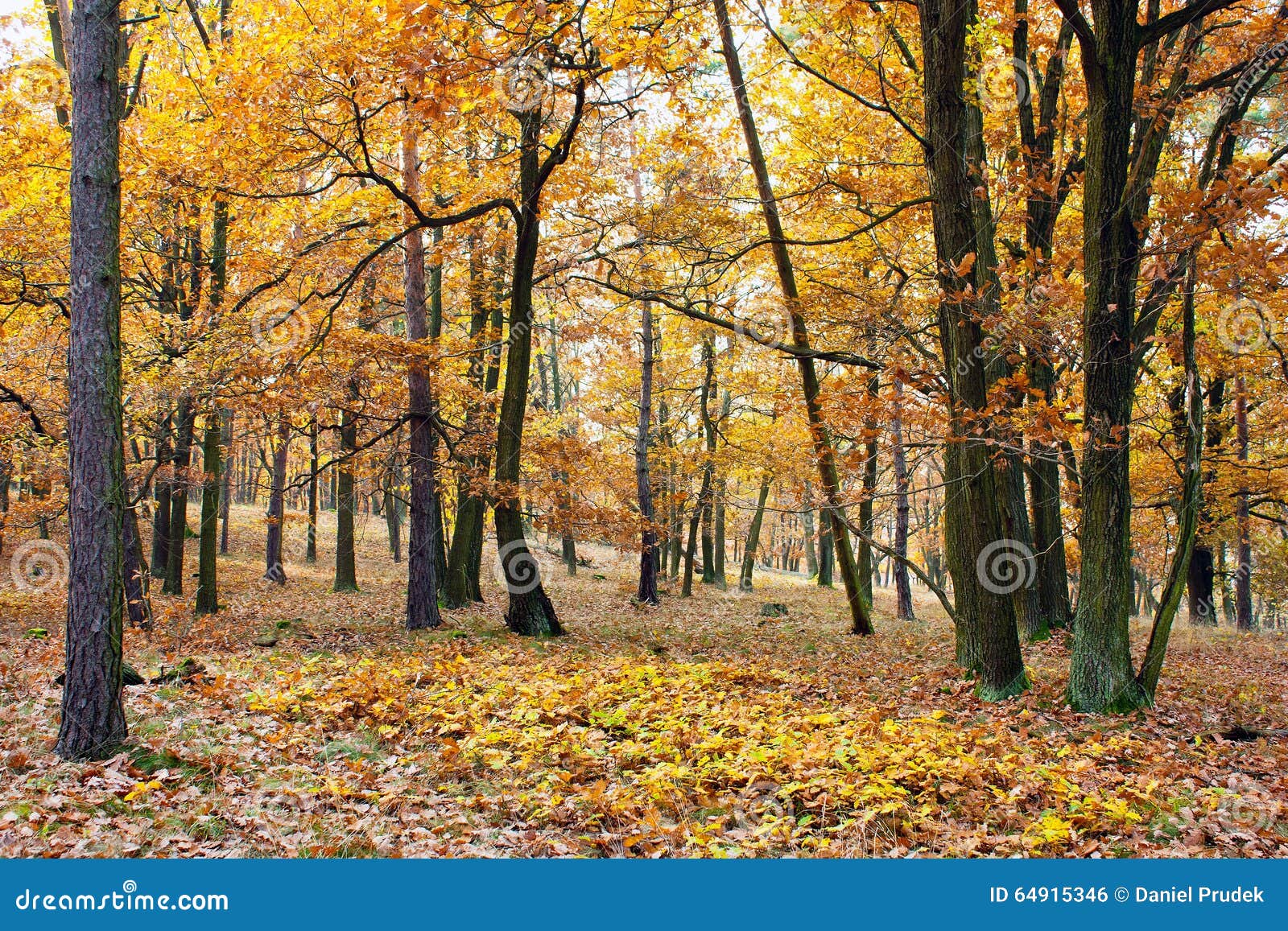 Autumnal Hardwood Forest - Oak Trees Stock Photo - Image of common ...