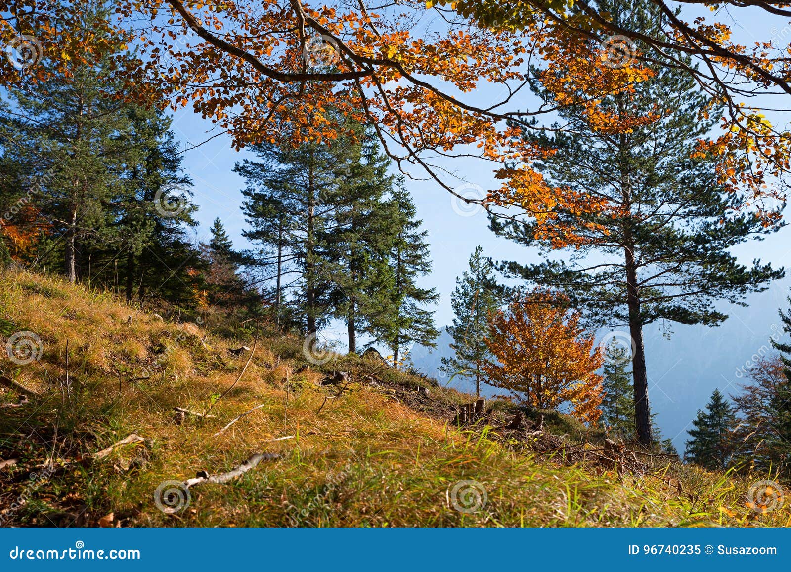 Autumnal hillside forest stock image. Image of hillside - 96740235