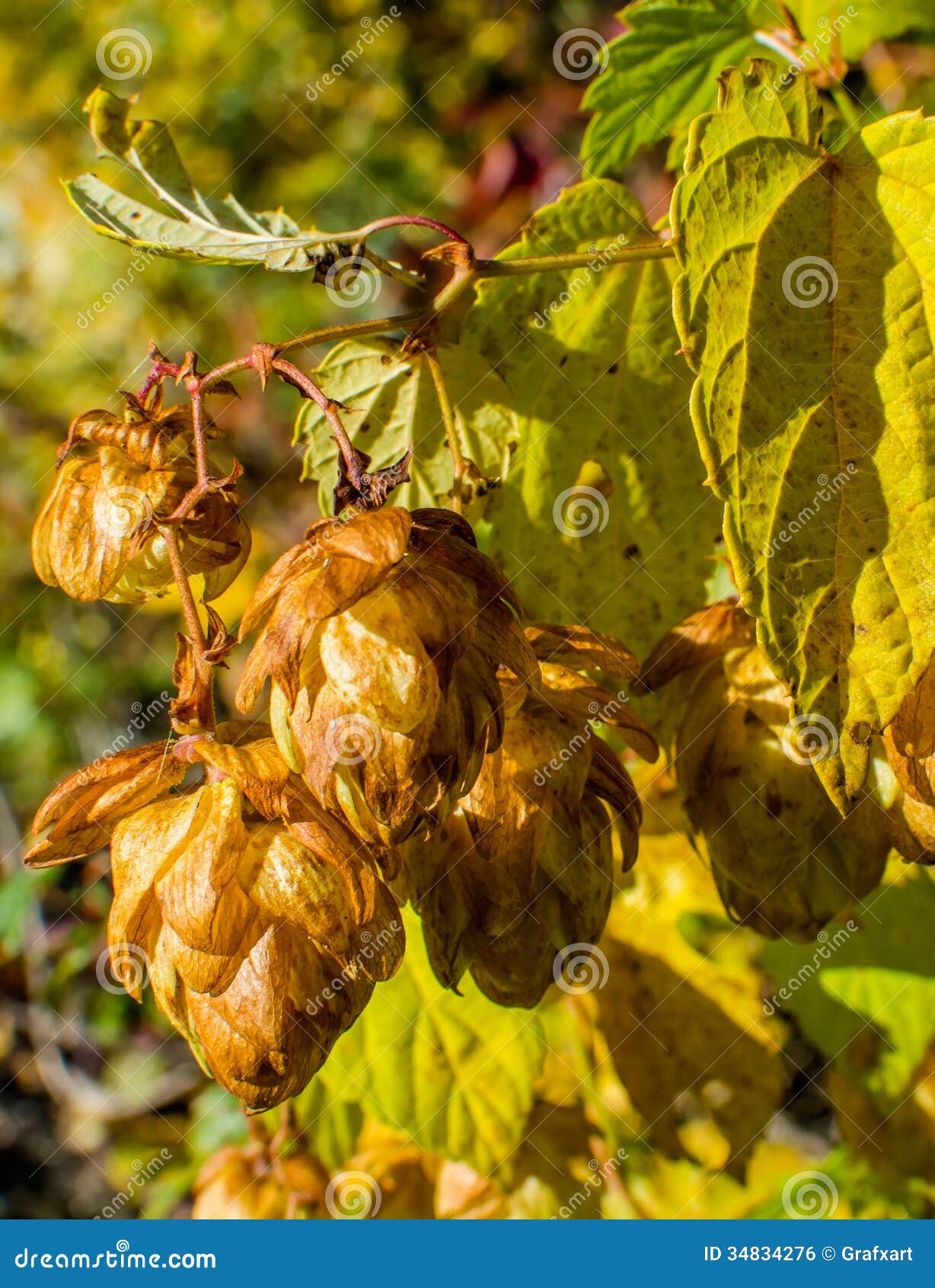 Autumnal hops stock photo. Image of environment, buds - 34834276