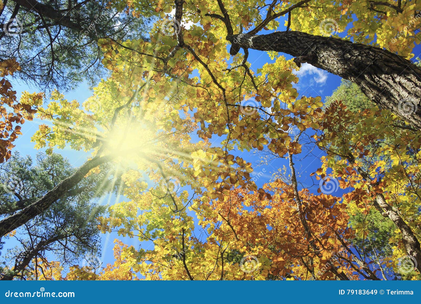 Autumnal Landscape. Oak Trees, Blue Sky and Sun Stock Image - Image of ...