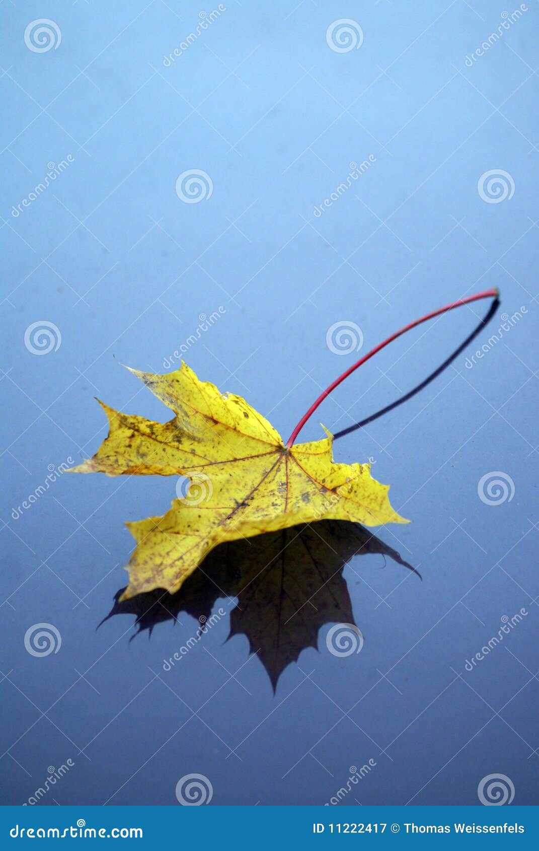 Autumnal Leaf and Reflection Stock Image - Image of colored, venation ...