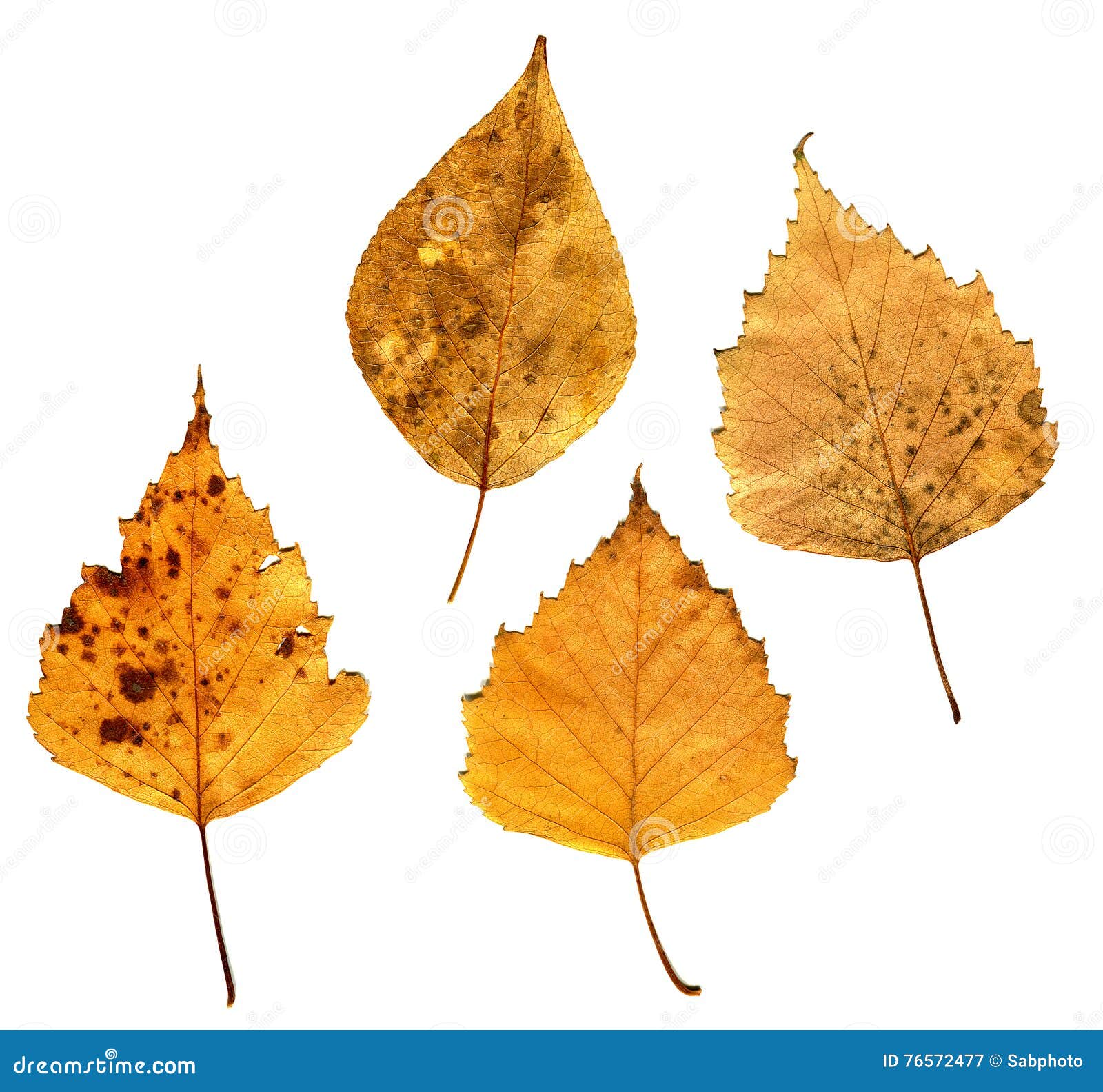 Autumnal Leafs Set stock image. Image of pattern, object - 76572477