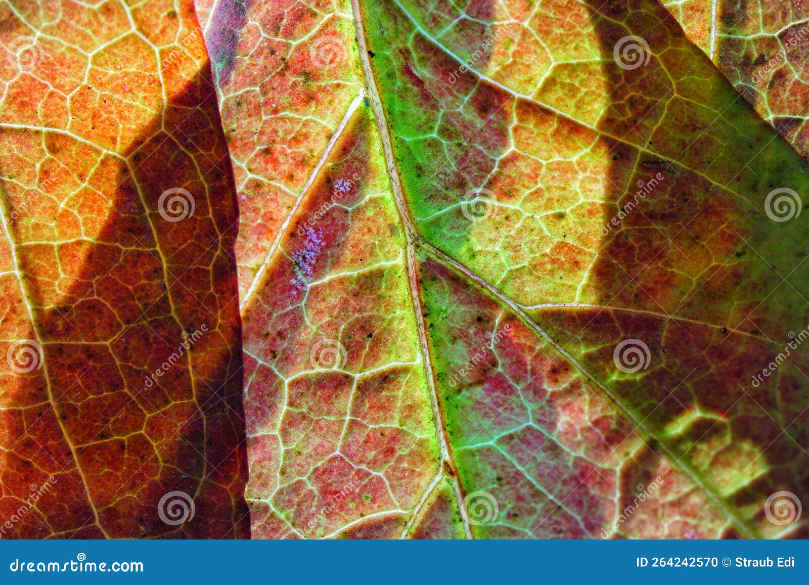 Autumnal leaves back side stock photo. Image of leaf - 264242570