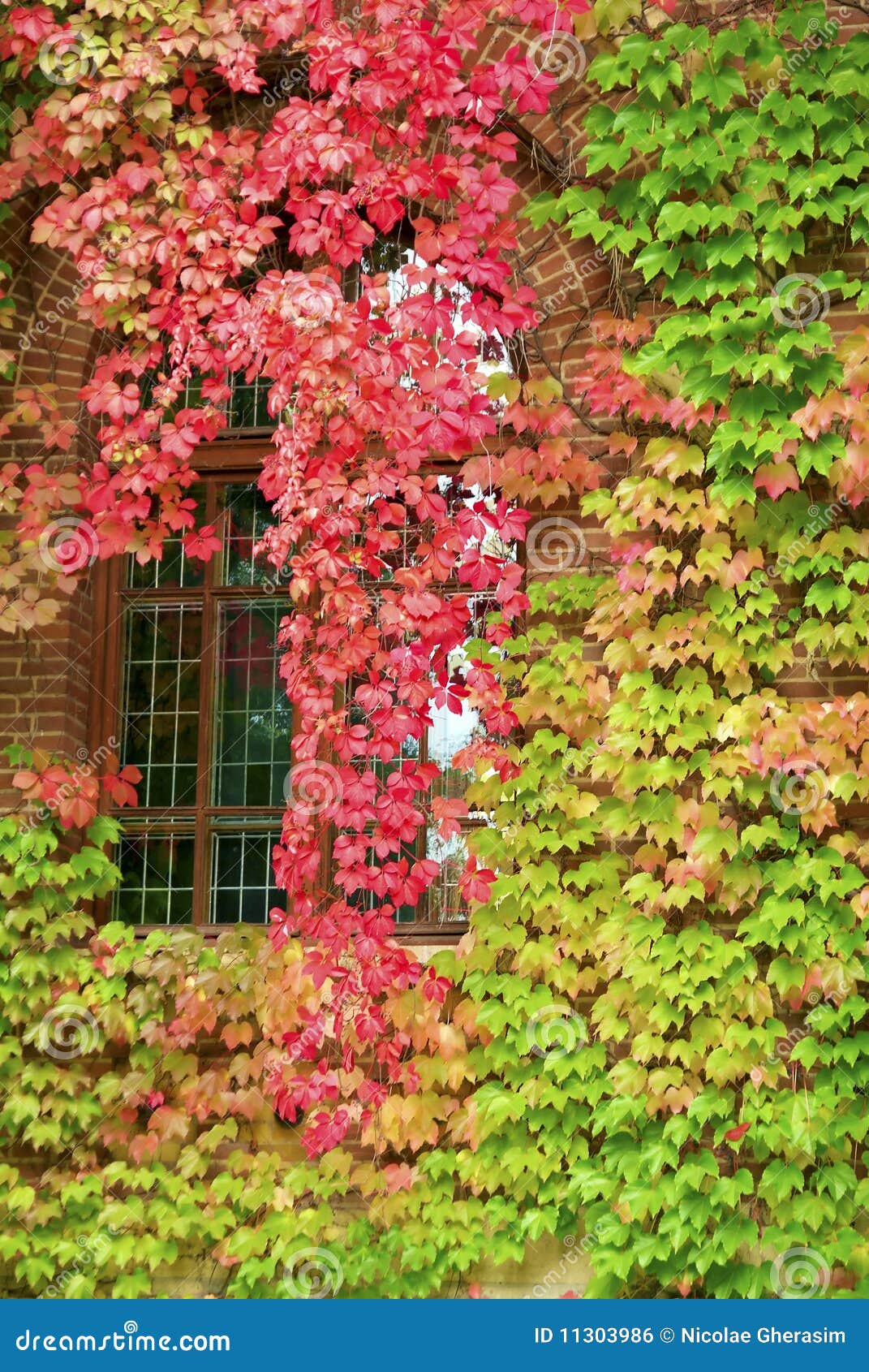 Autumnal Leaves on Building Stock Photo - Image of leafy, architectural ...