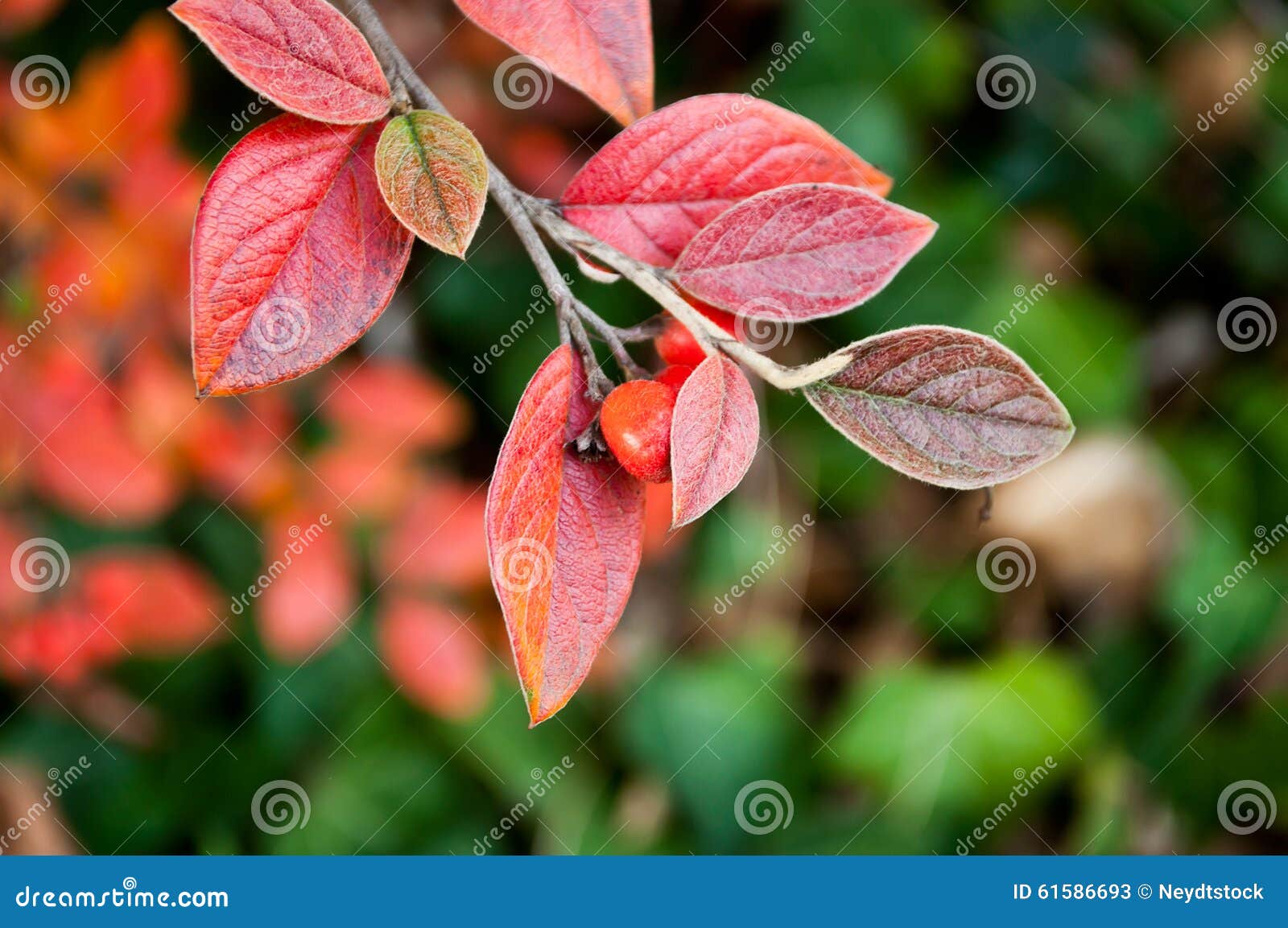 Autumnal Leaves of Cotoneaster Stock Image - Image of closeup, fall ...