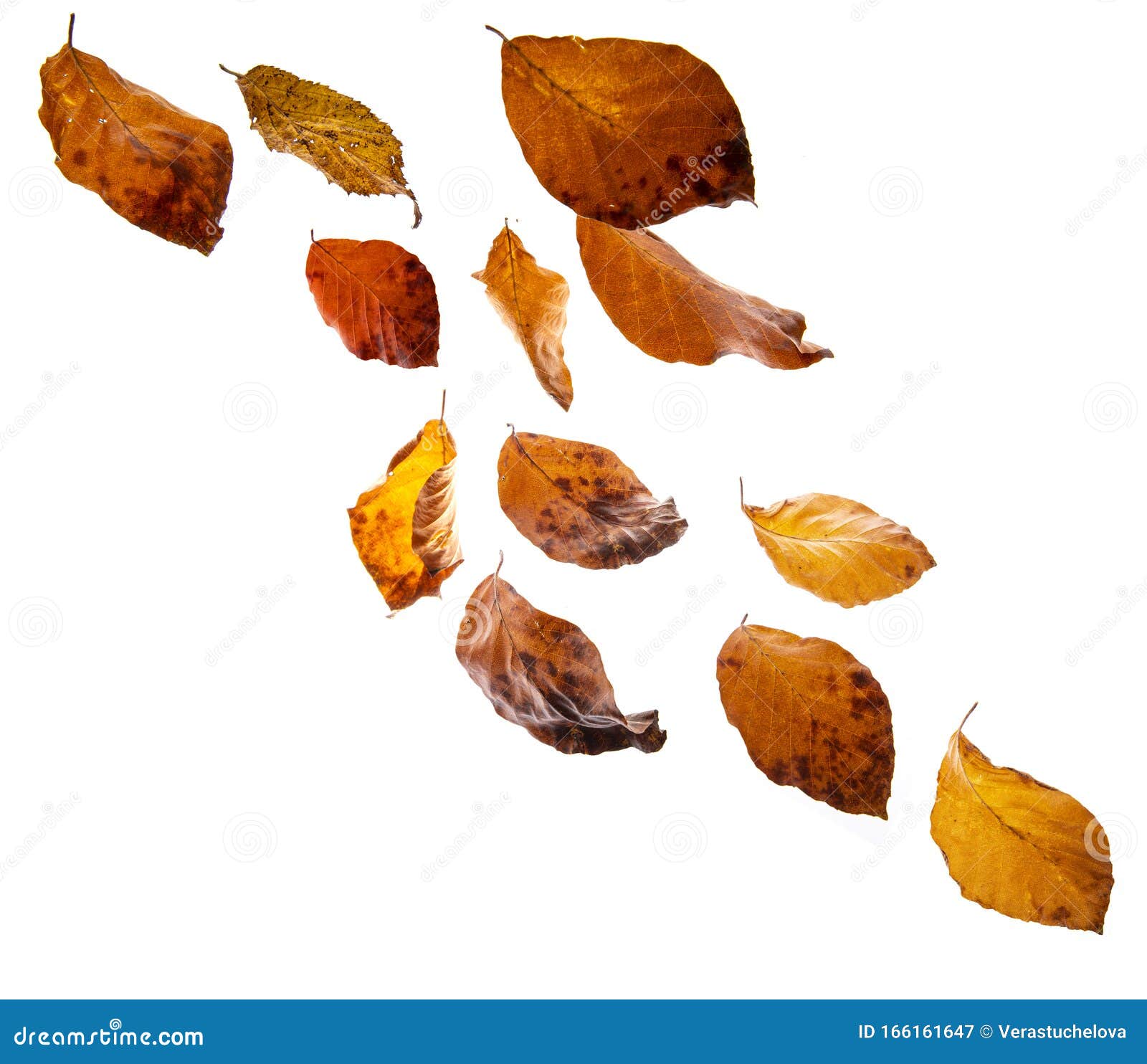 Autumnal Leaves Falling Down Stock Image - Image of autumnal, leave ...