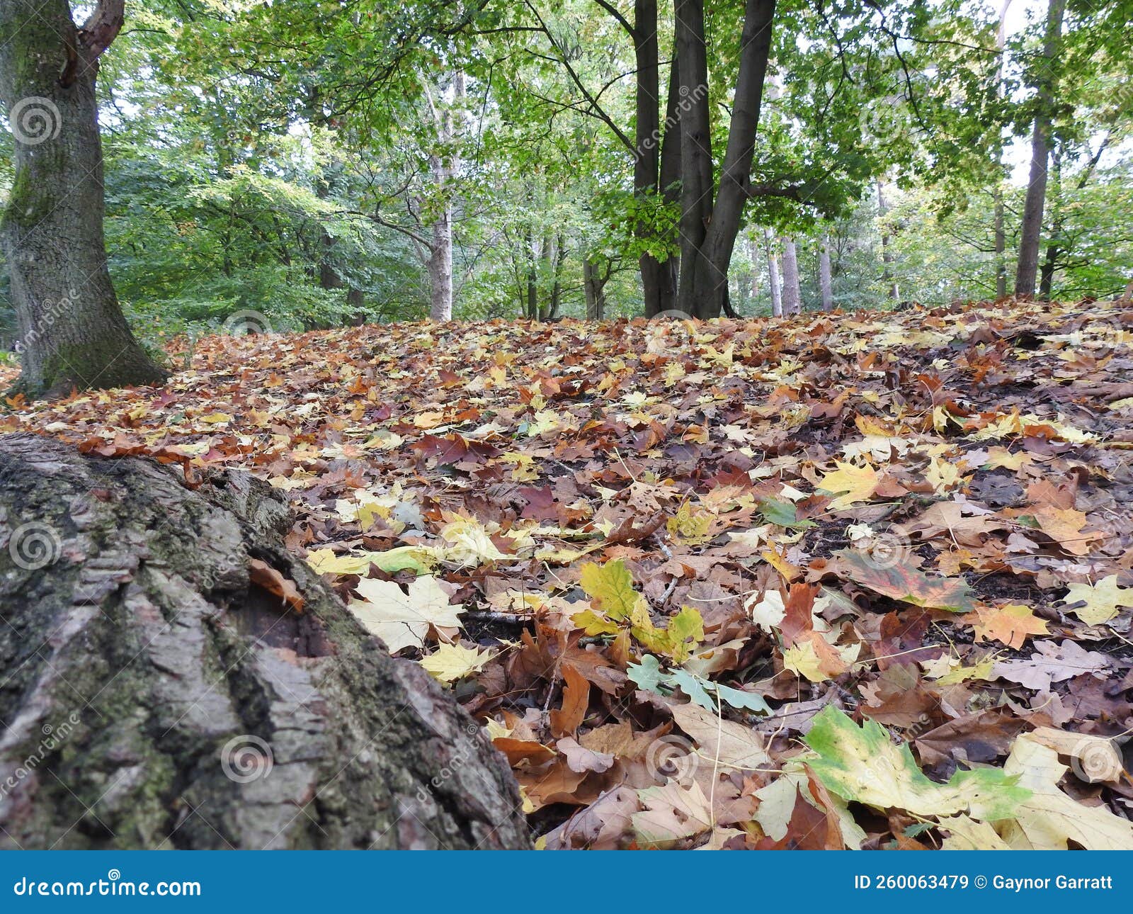 Autumnal Leaves Line the Pathway Stock Image - Image of leaves, branch ...