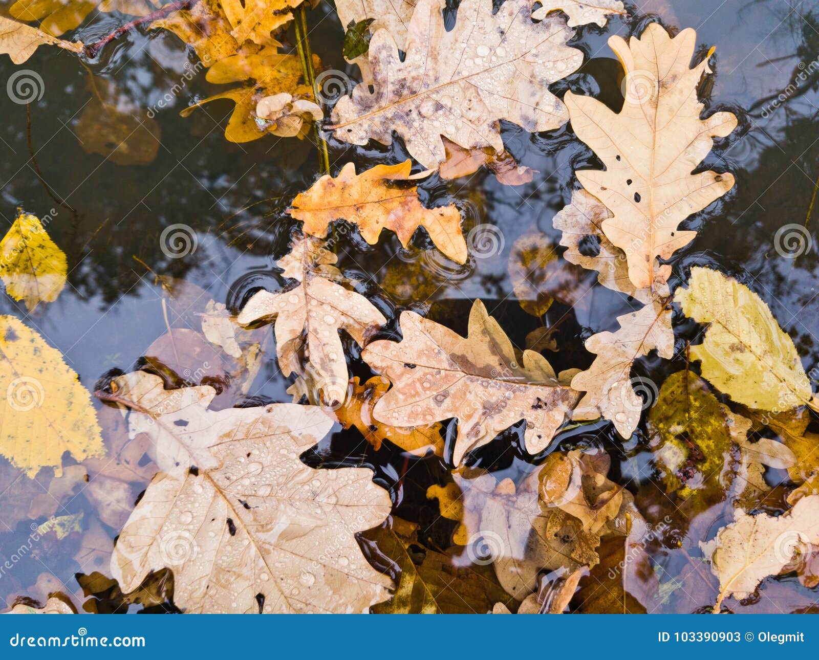 Autumnal Leaves on the Water Surface Stock Image - Image of floating ...