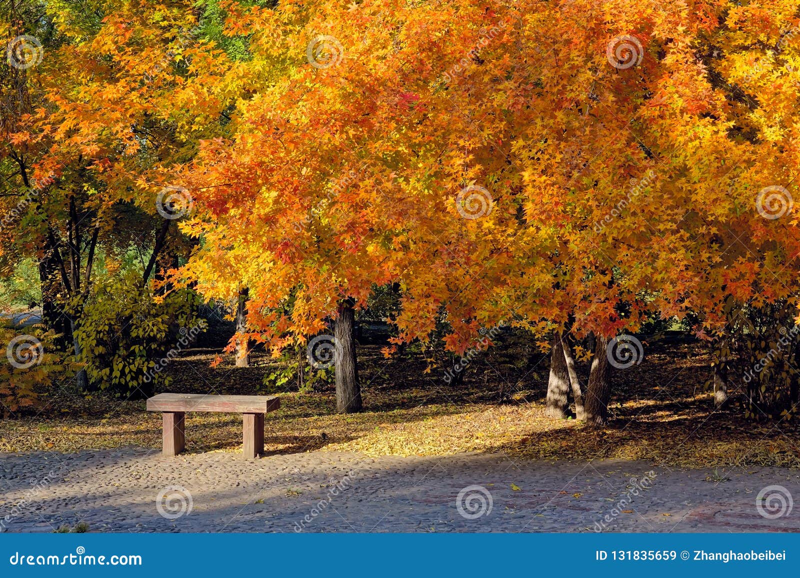 Autumnal maple grove stock image. Image of autumn, nature - 131835659
