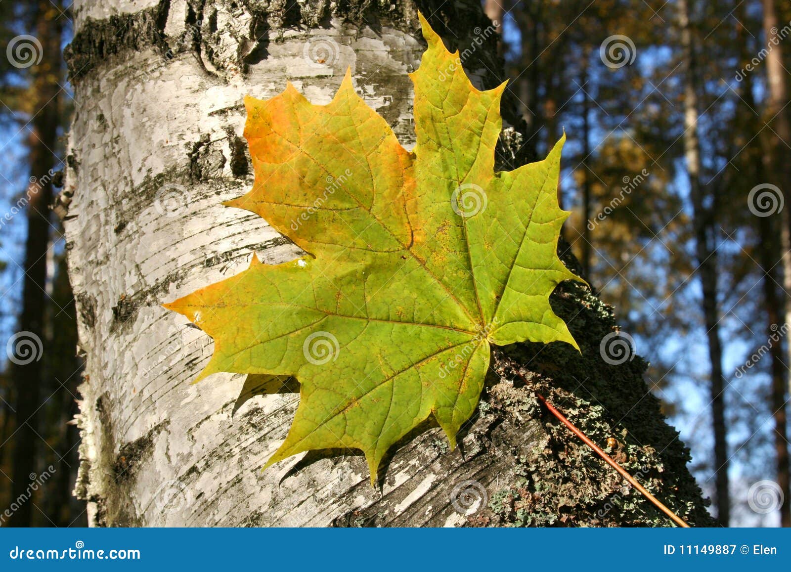 Autumnal Maple Leaf in Forest Stock Image - Image of leafs, plants ...