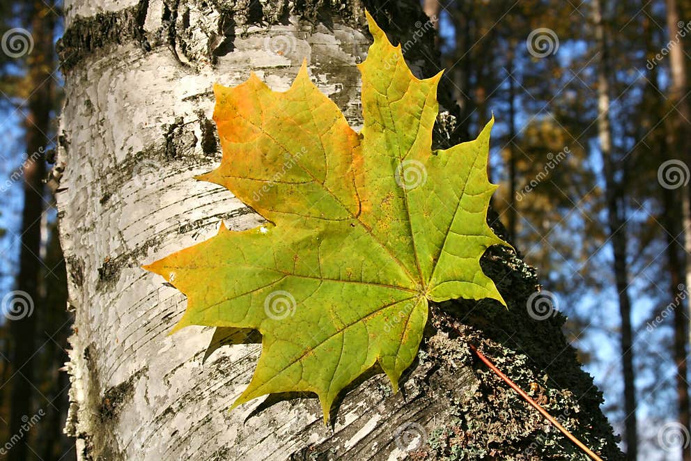 Autumnal Maple Leaf in Forest Stock Image - Image of leafs, plants ...