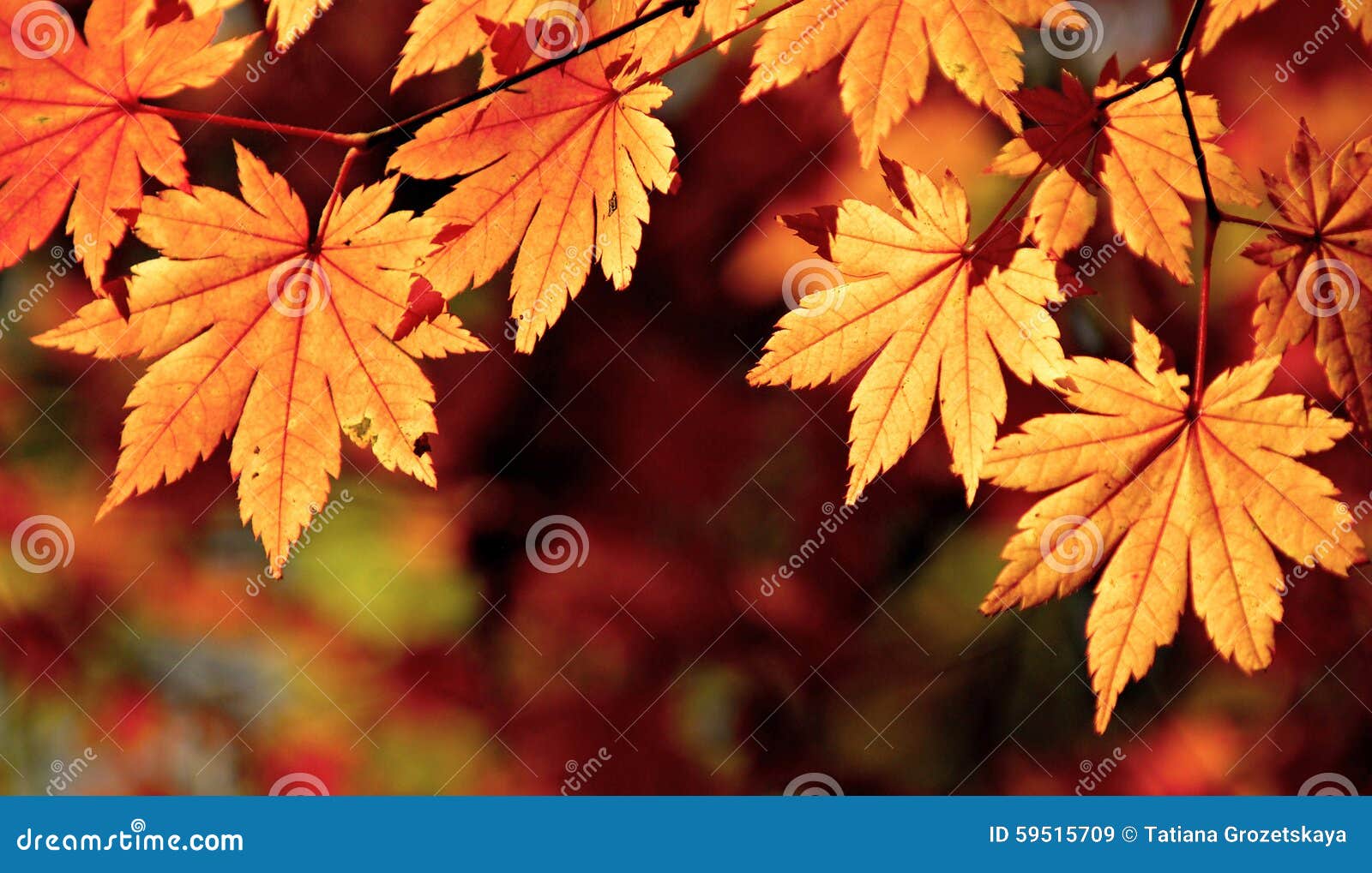 Autumnal Maple Leaves, Fall Scene Stock Image - Image of leaf, branch ...