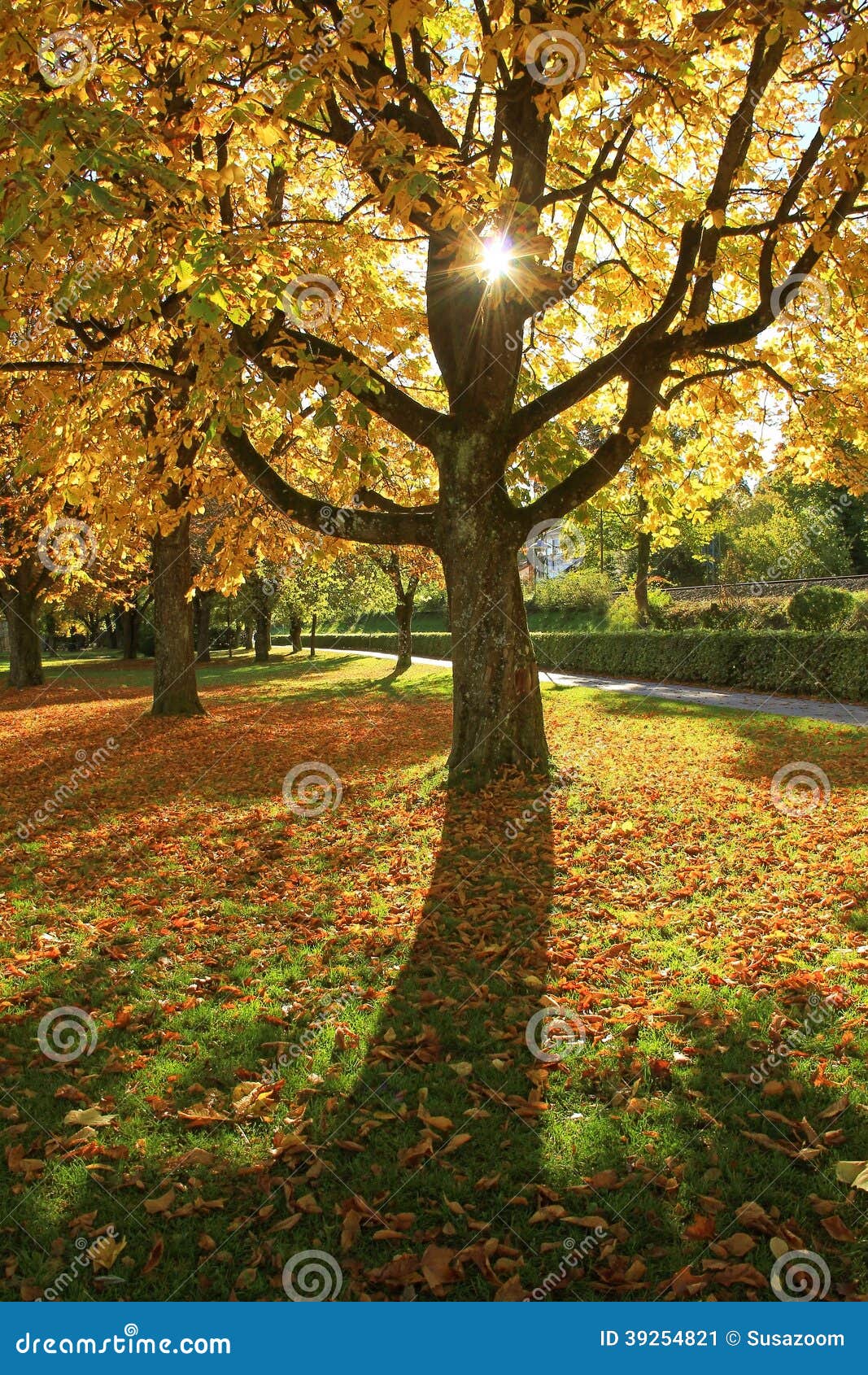 Autumnal Maple Tree, Back Lighted Stock Image - Image of autumn, color ...