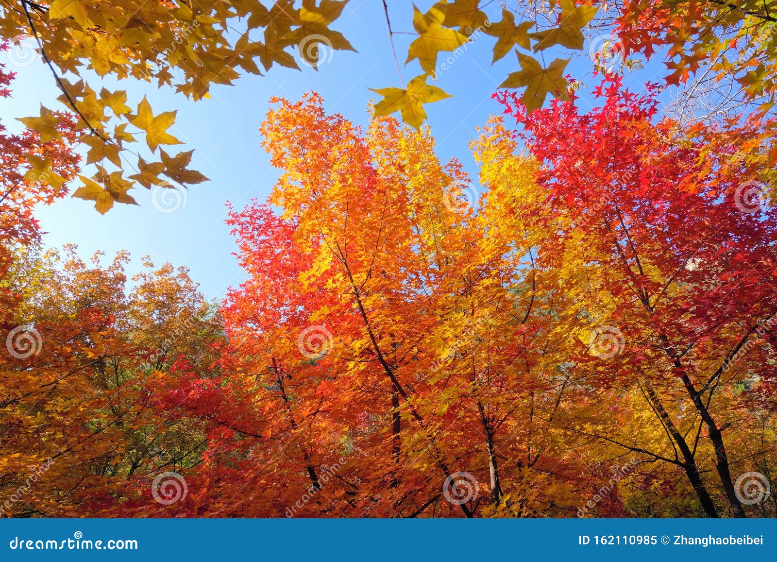 Autumnal maple tree stock image. Image of nature, natural - 162110985