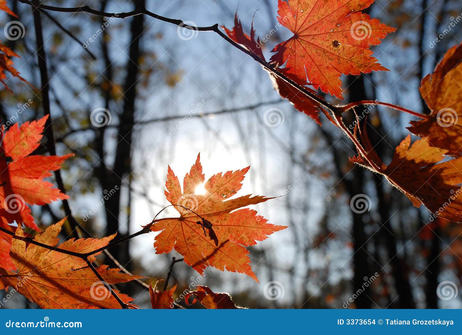 Autumnal morning stock photo. Image of colored, abstract - 3373654
