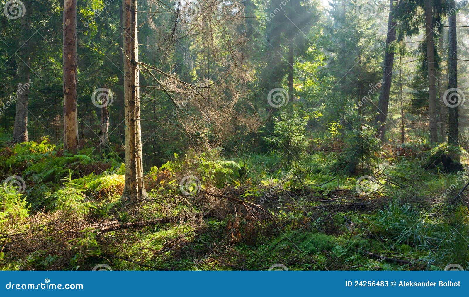 Autumnal Morning with Sunbeams Entering Forest Stock Image - Image of ...