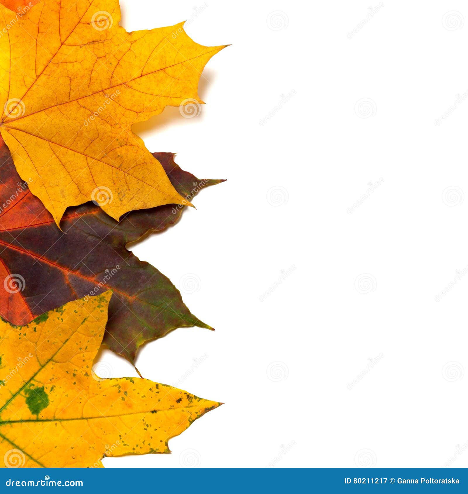Autumnal Multi Colored Maple Leaves Stock Image - Image of border ...