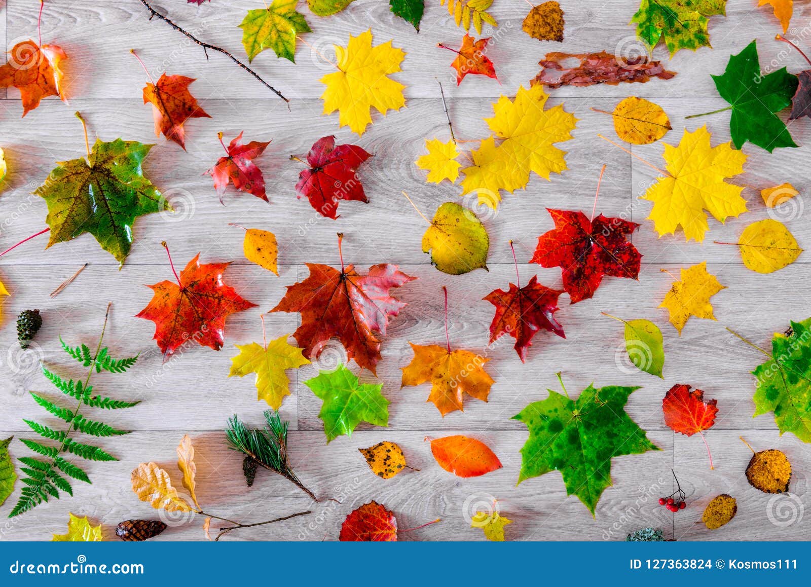 Autumnal Natural Composition of Forest Natural Objects on the Fl Stock ...