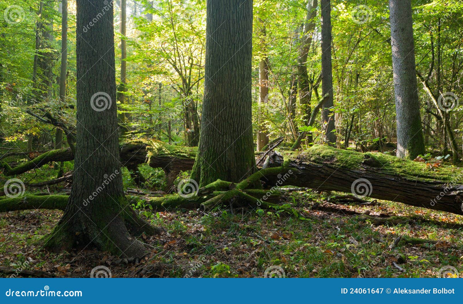 Autumnal Natural Deciduous Forest in Morning Stock Image - Image of ...