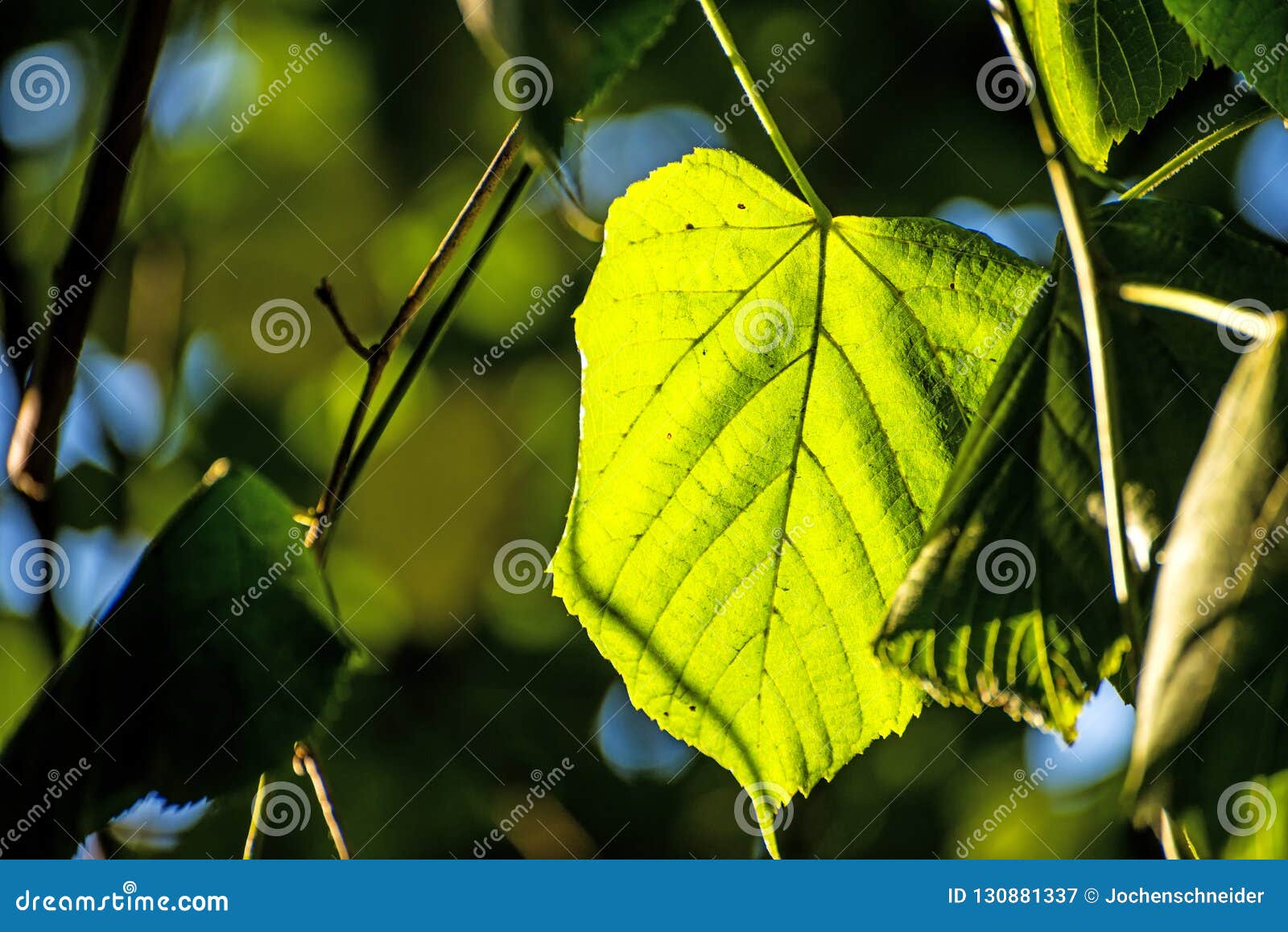 Autumnal Painted Lime Tree Leaf Stock Image - Image of idyll, romantic ...