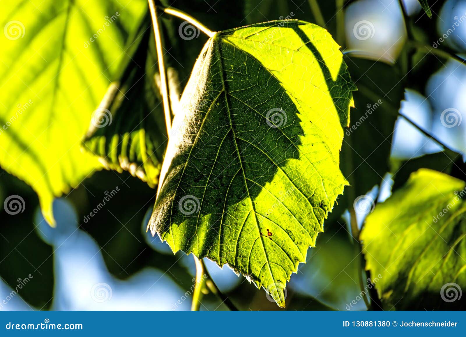 Autumnal Painted Lime Tree Leaf Stock Photo - Image of color, mood ...