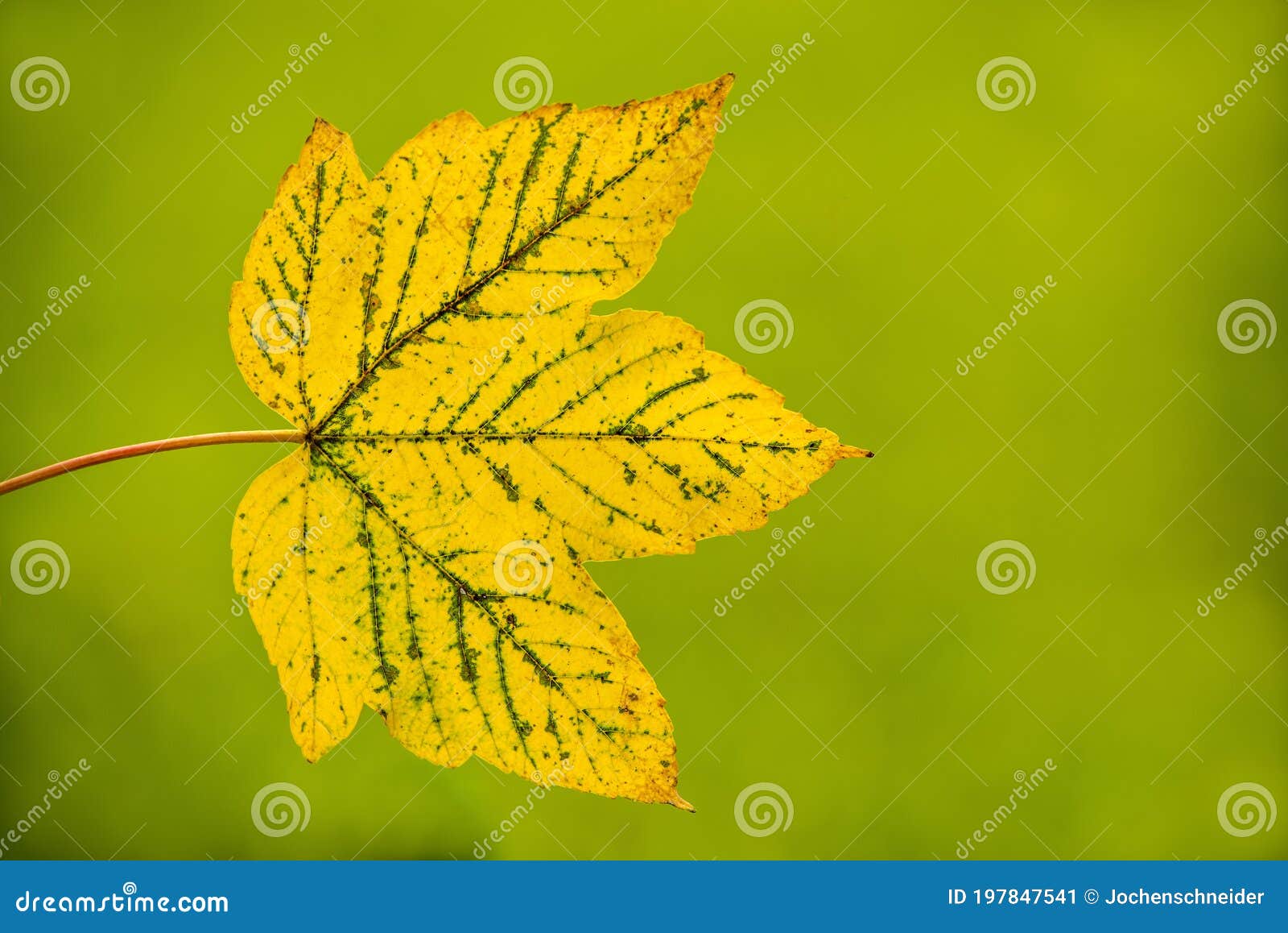 Autumnal Painted Maple Leaf on Green Background Stock Image - Image of ...