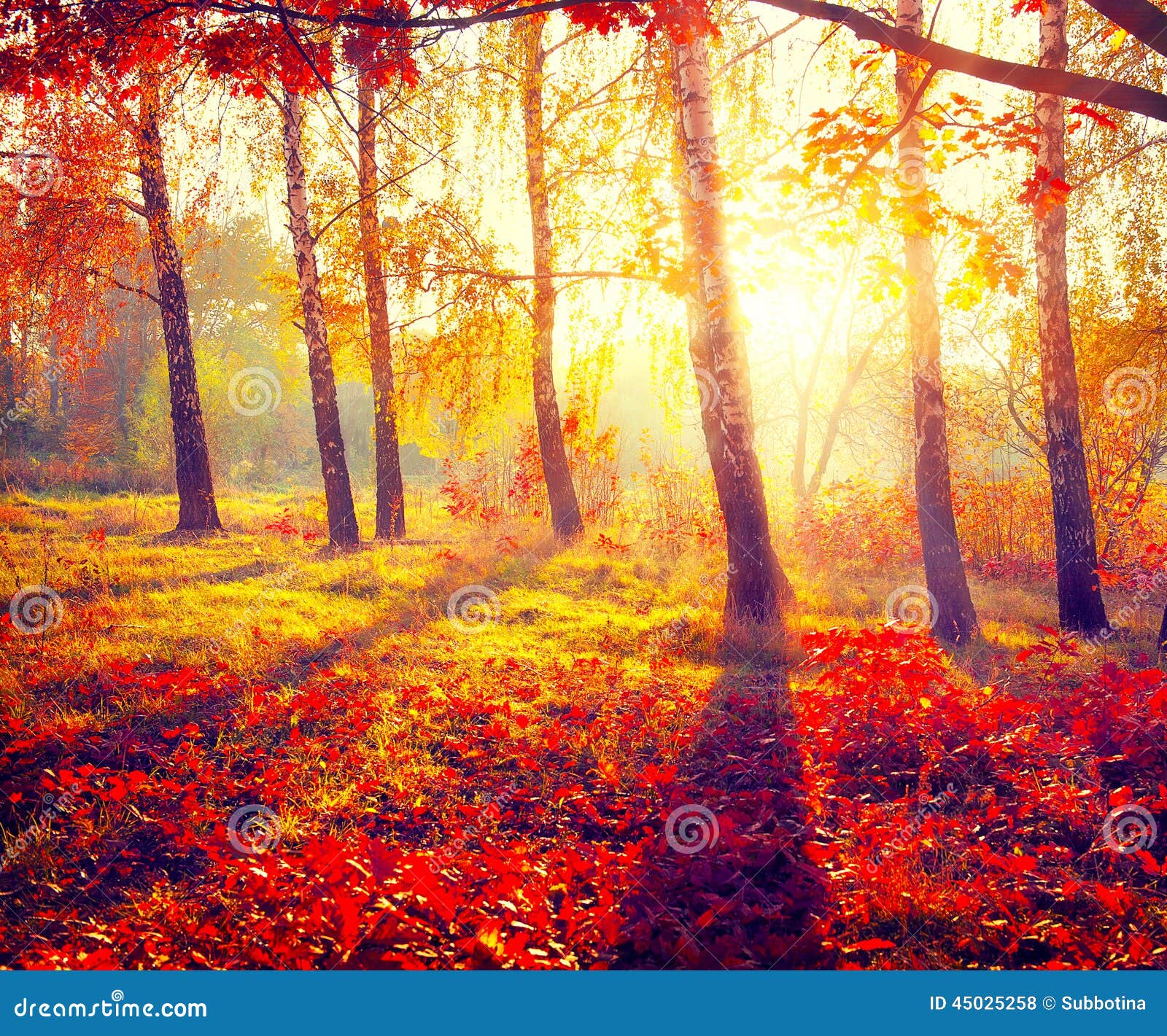Autumnal Park. Autumn Trees Stock Photo - Image of calm, autumnal: 45025258