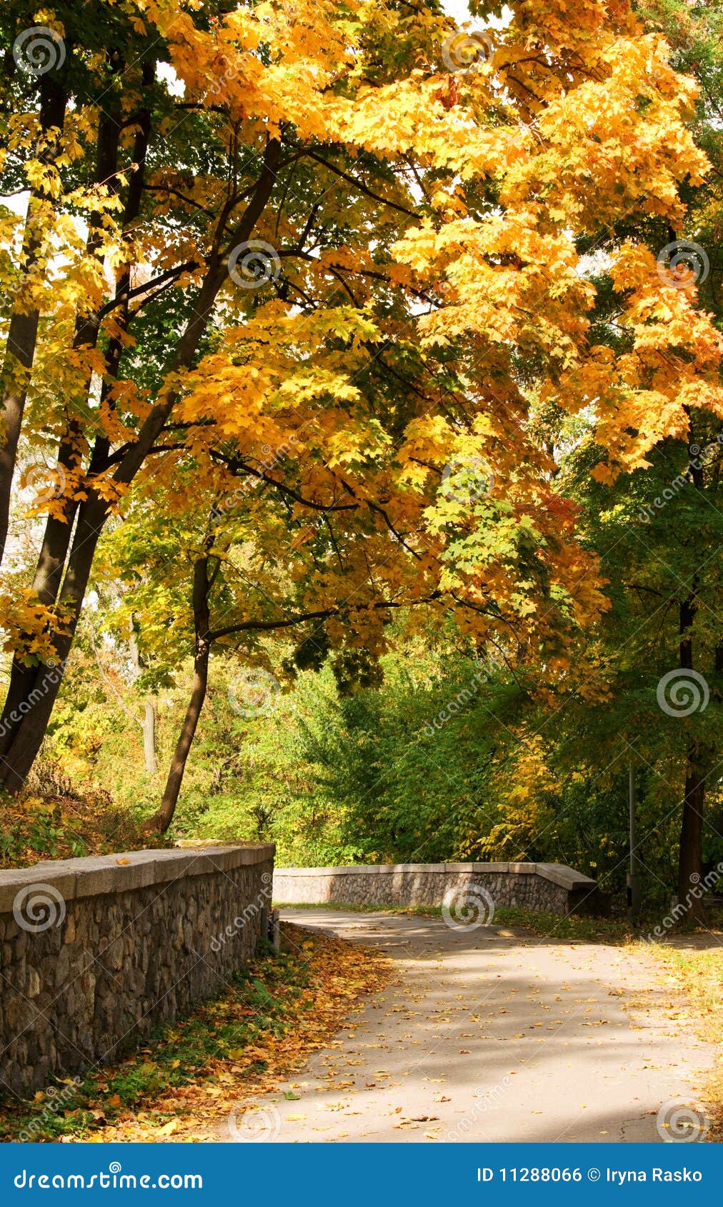 Autumnal Path between Colored Trees Stock Photo - Image of branch ...