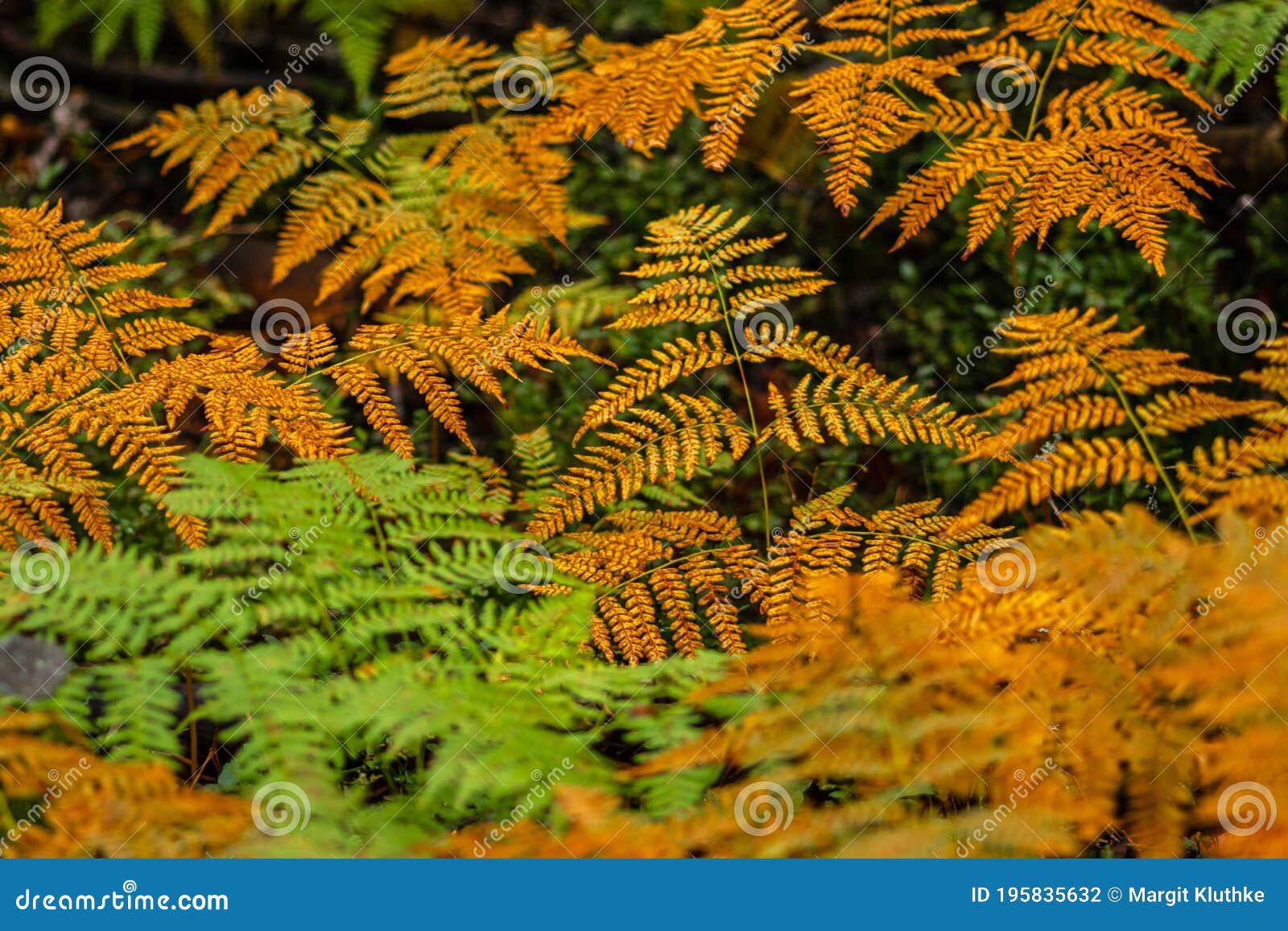 Autumnal Plants in the Forest in Beautiful Colors Stock Photo - Image ...