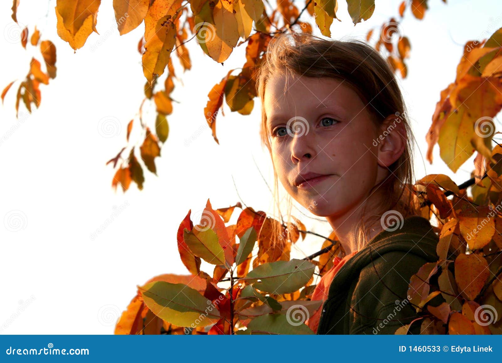 Autumnal portrait stock image. Image of nature, park, seasonal - 1460533